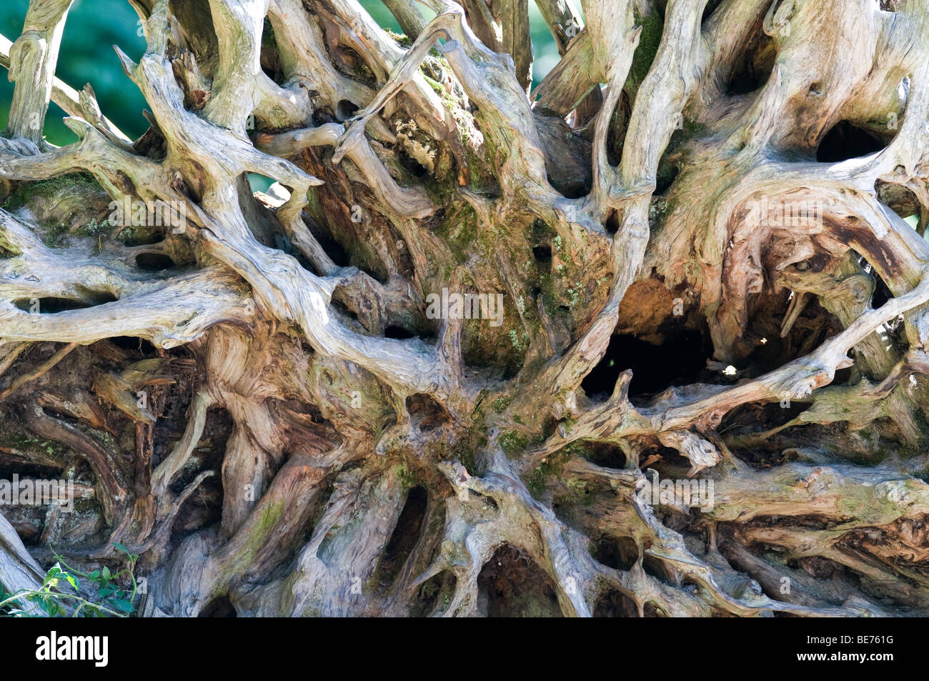 Shot of a dead tree veiwed from its root system Stock Photo - Alamy