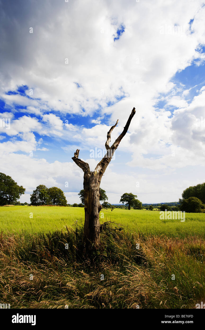 a bare dead lightning forked tree in an agricultural rural setting ...