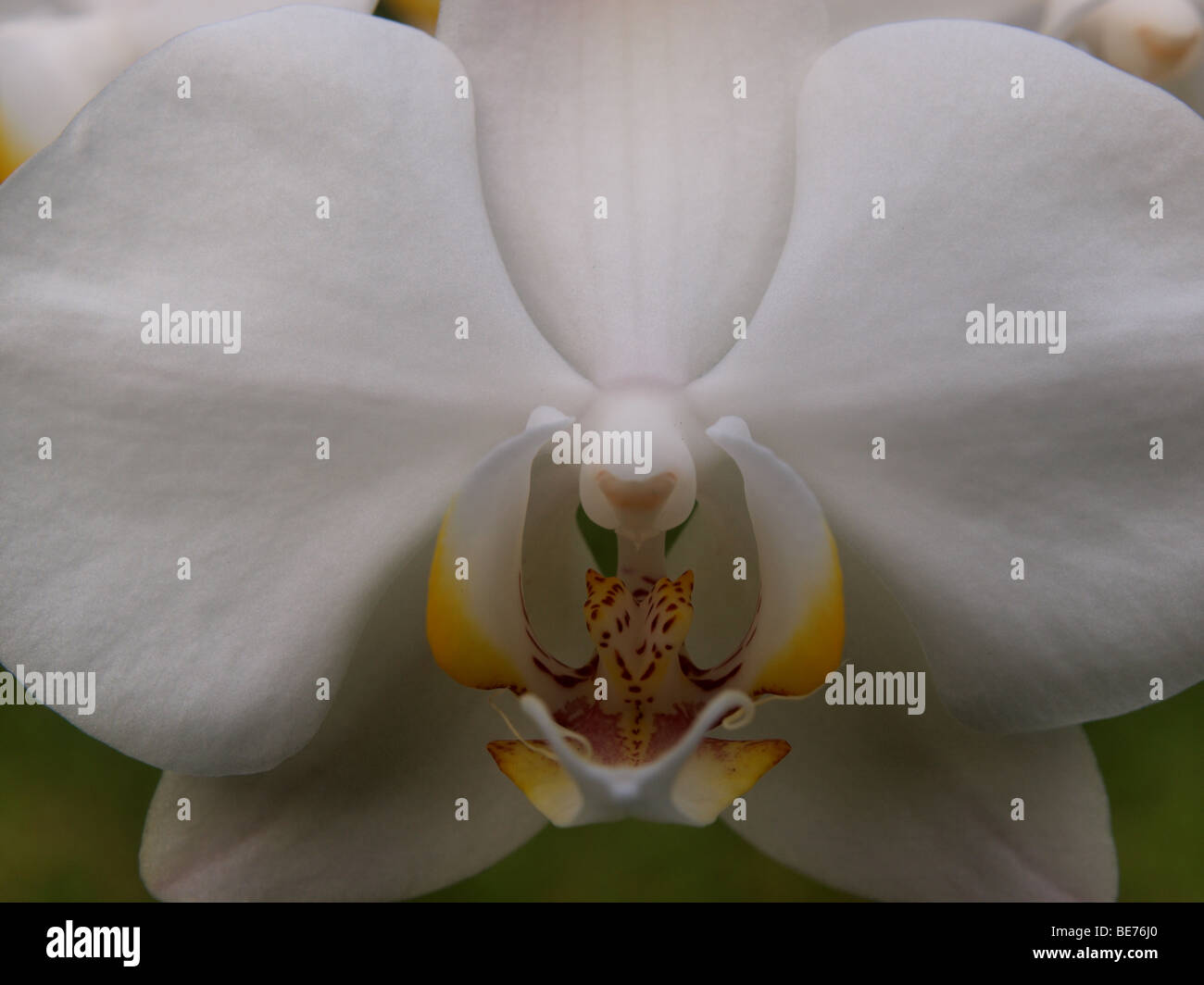 One of the popular flower at Indonesia and become one of Indonesian ...