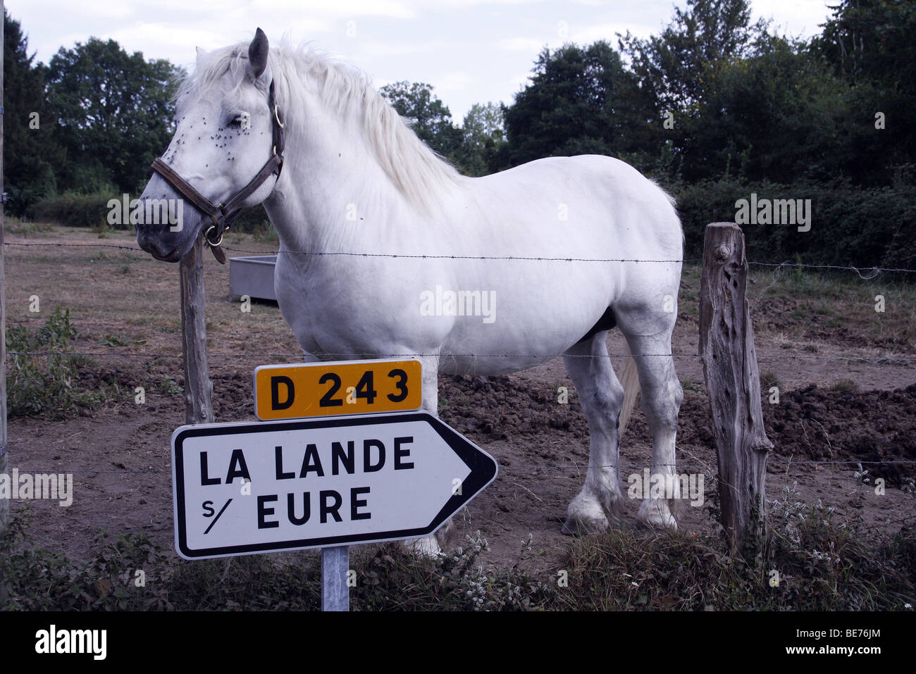 French percheron horse hi-res stock photography and images - Alamy