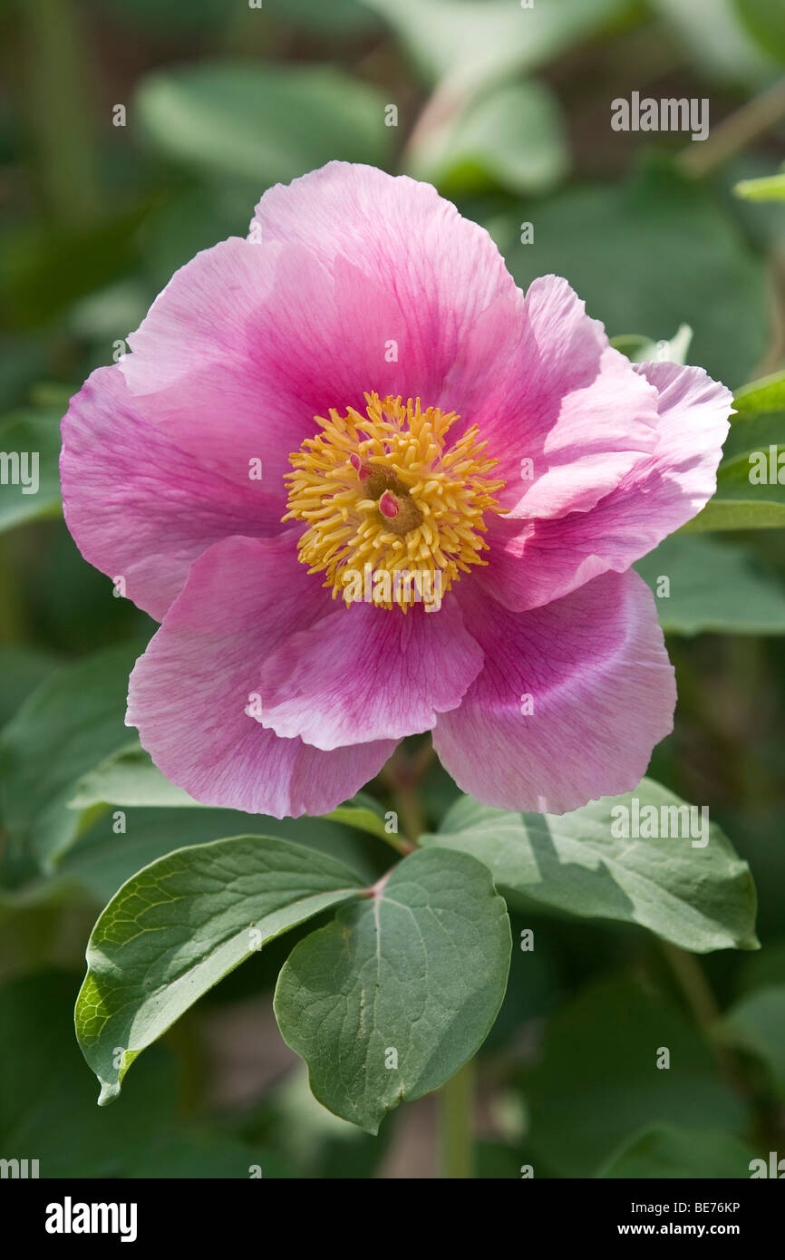 Common Peony (Paeonia officinalis Stock Photo - Alamy