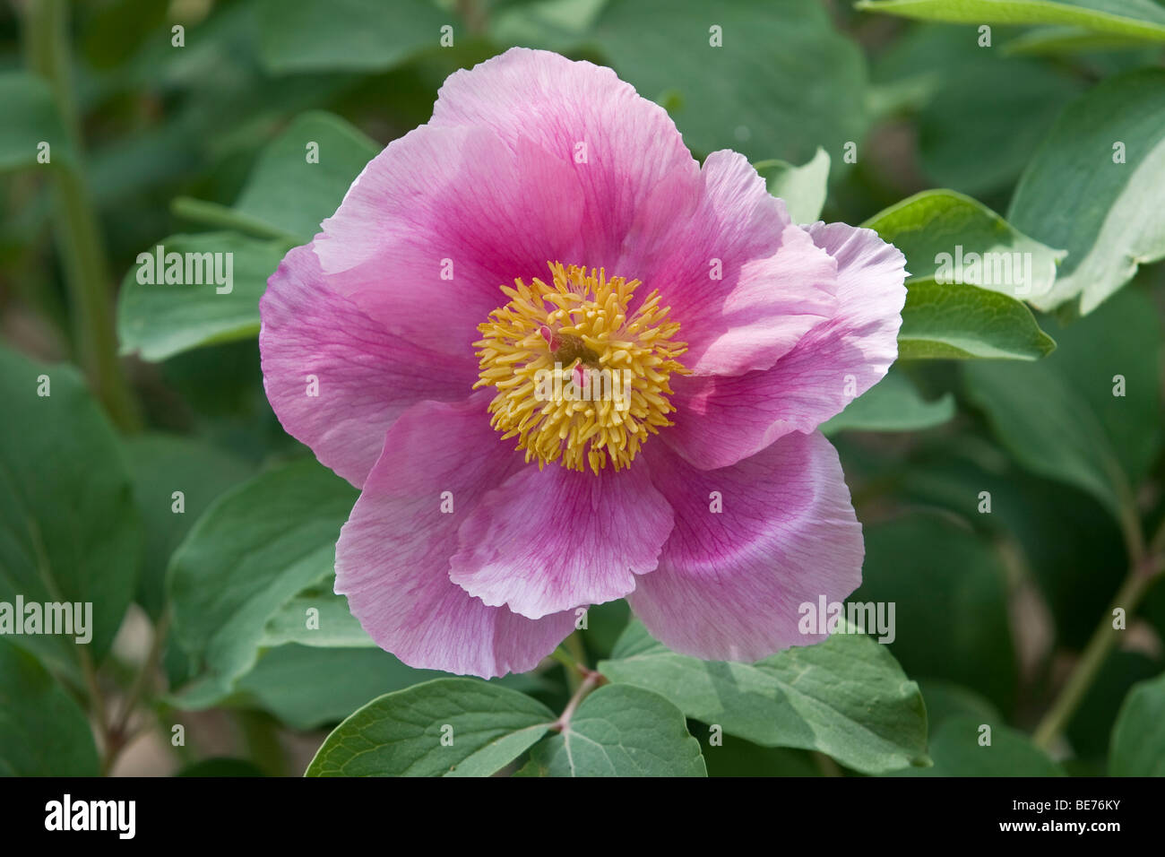 Common Peony (Paeonia officinalis Stock Photo - Alamy