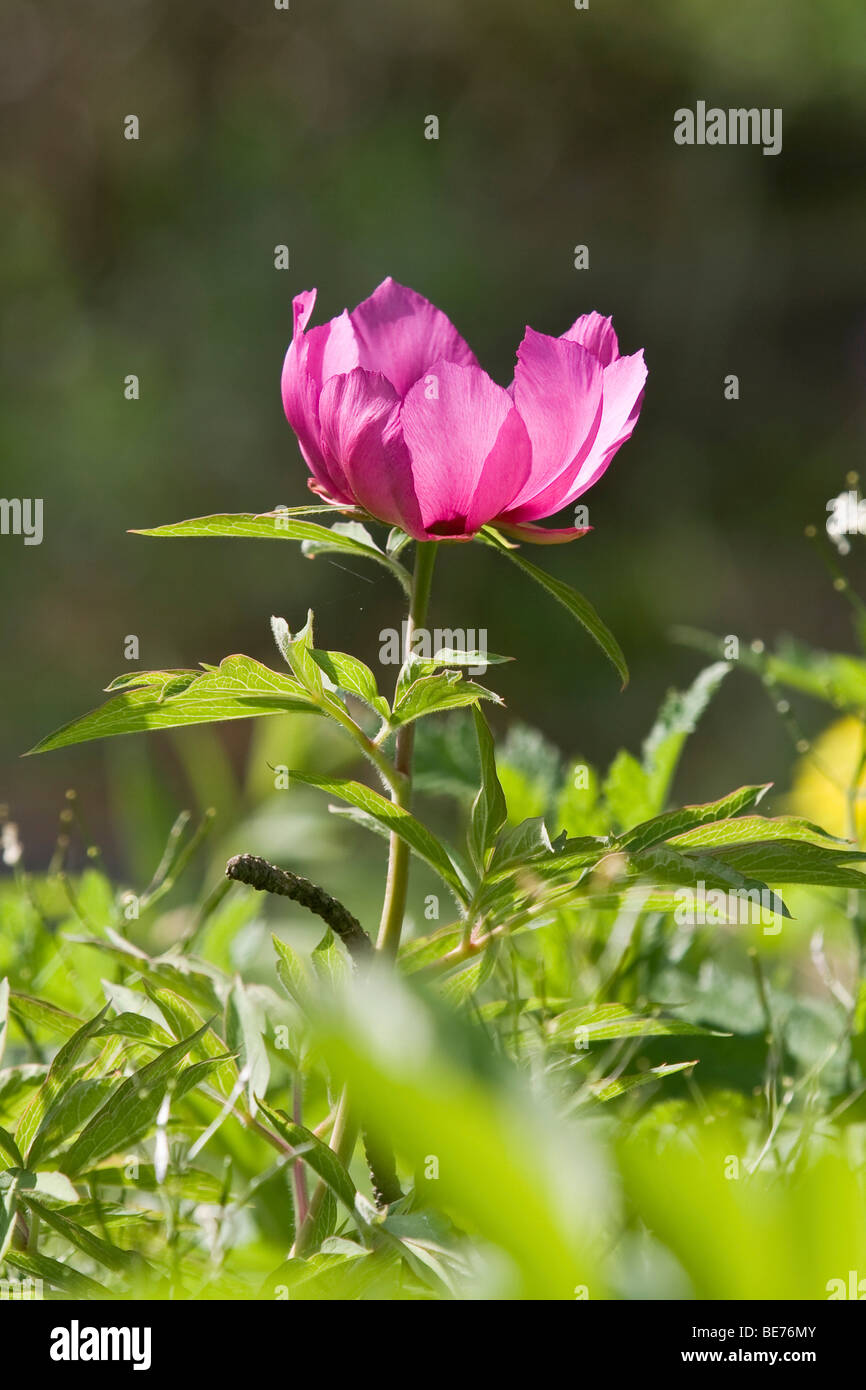 Paeonia hi-res stock photography and images - Alamy