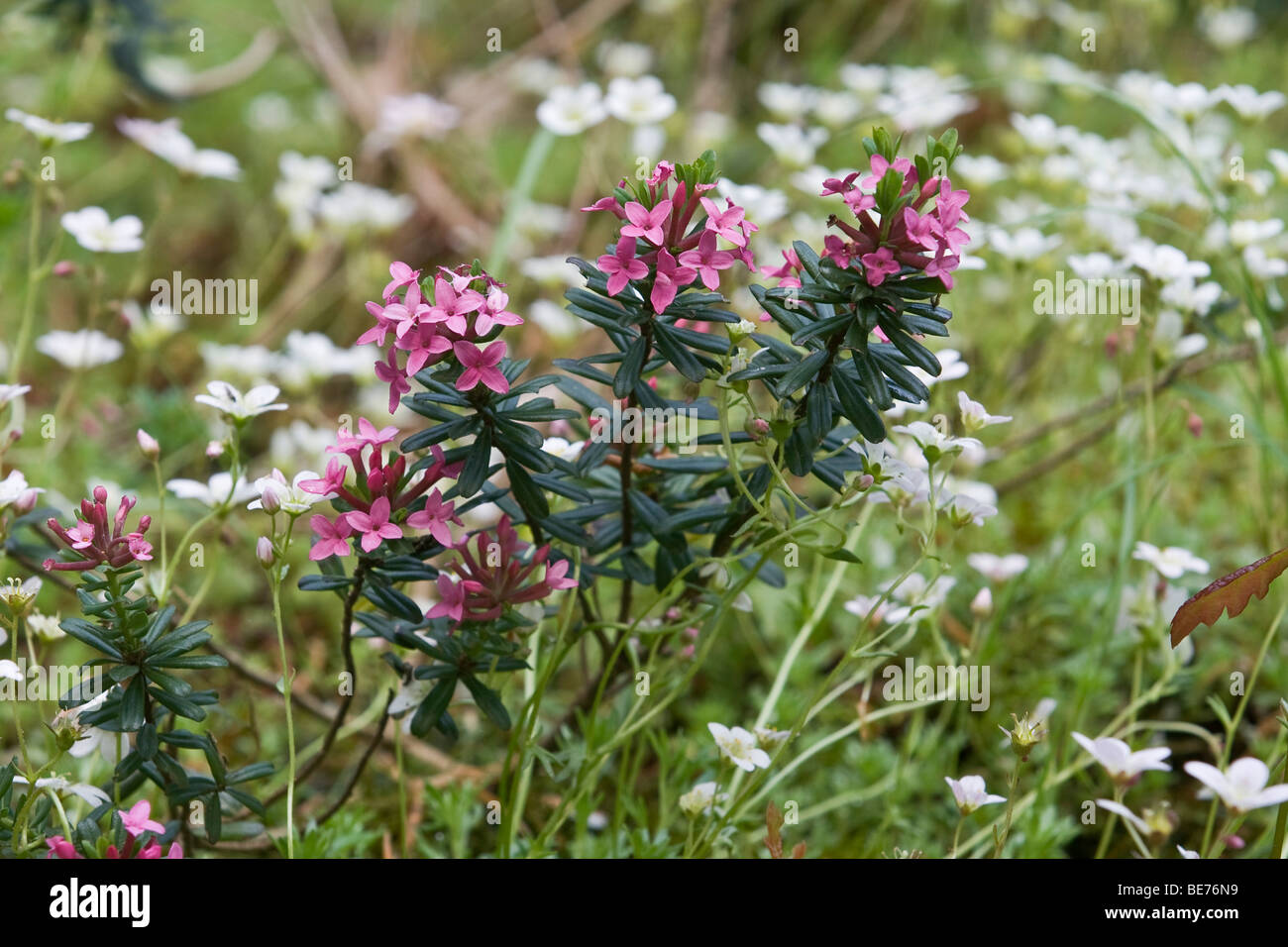 Garland Daphne (Daphne cneorum Stock Photo - Alamy