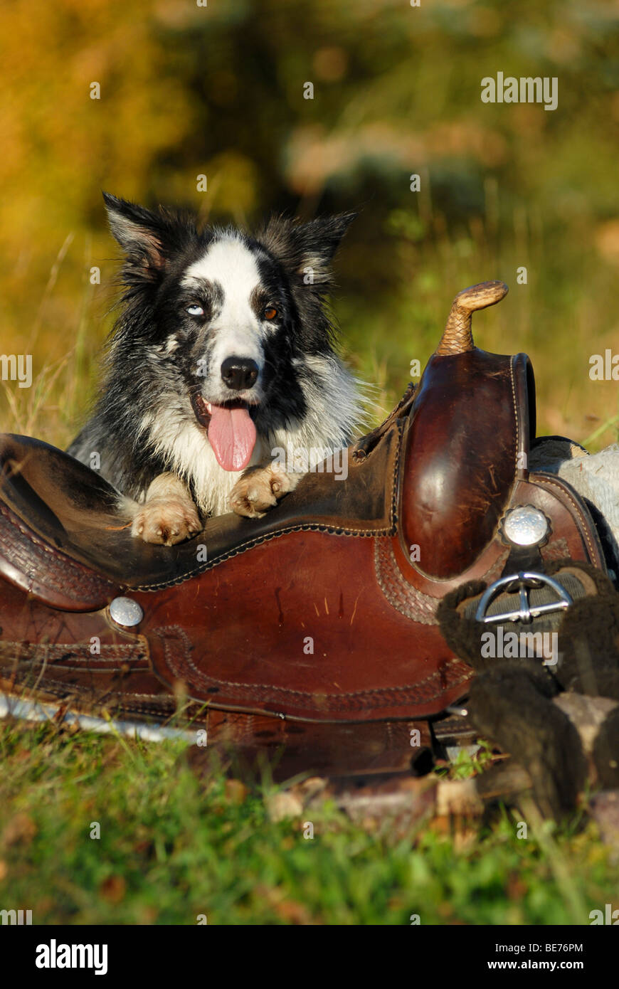 Saddle Border Collie