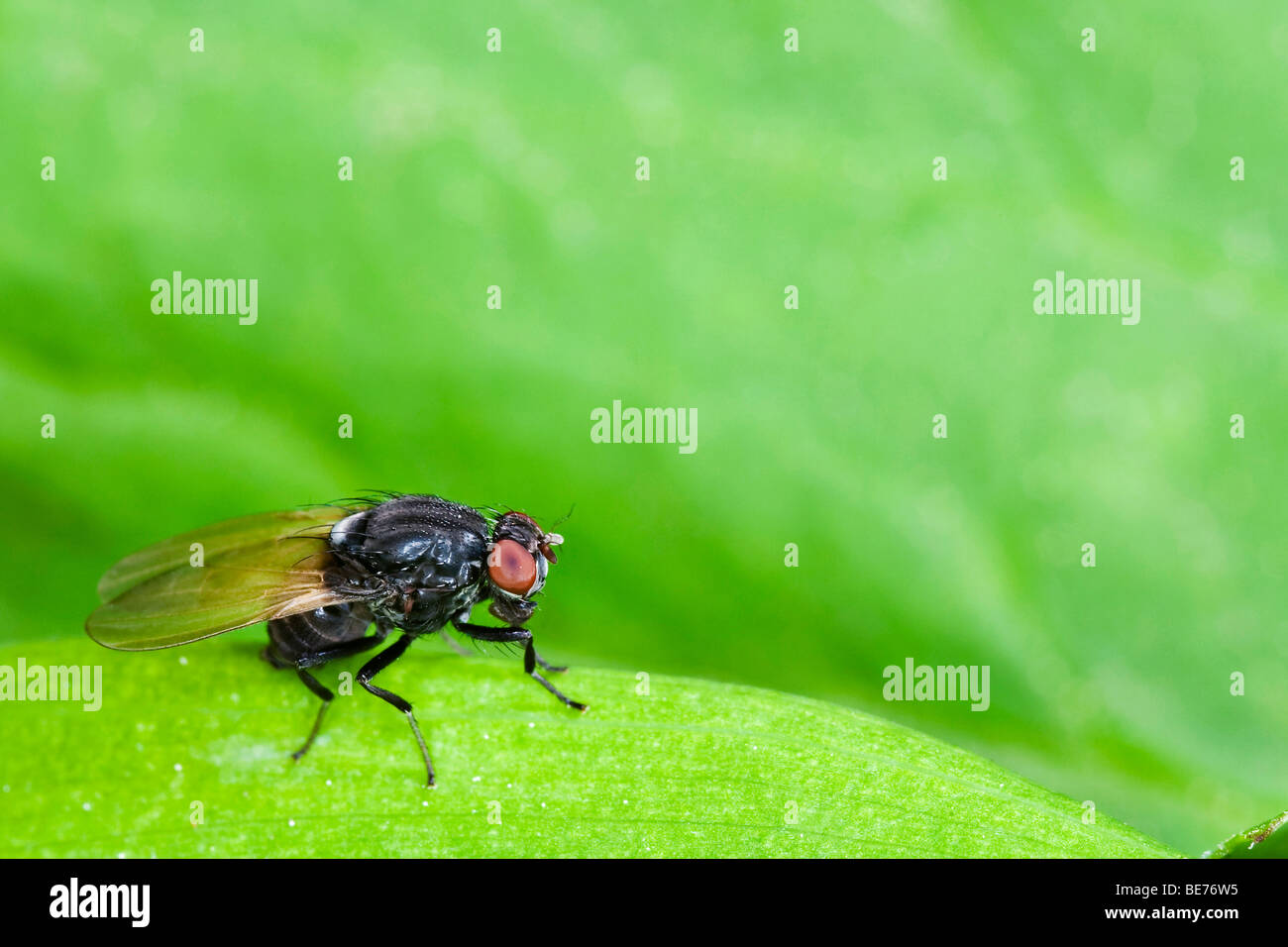 Order insecta hi-res stock photography and images - Alamy
