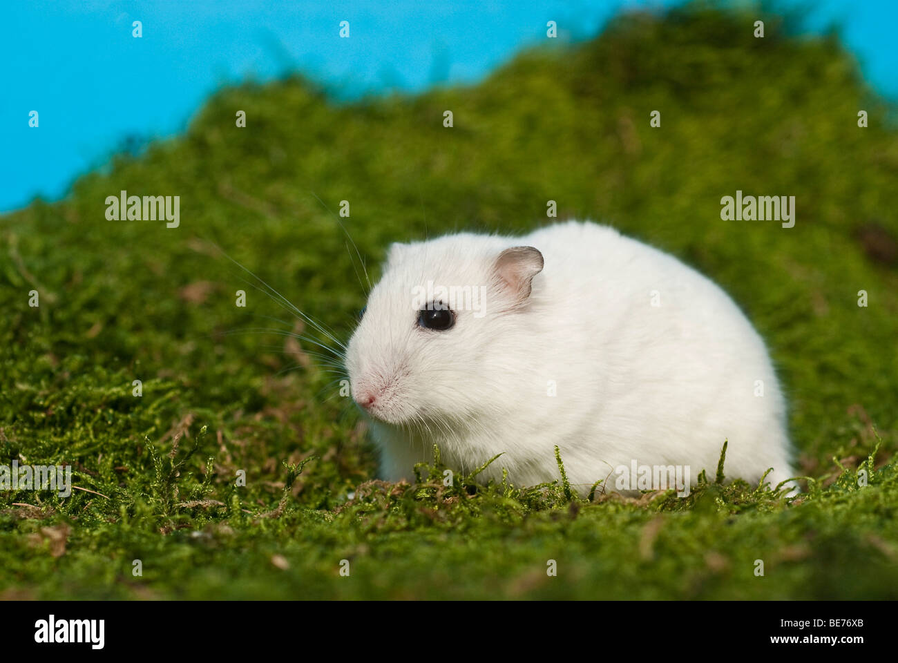 Russian Dwarf Hamsters High Resolution Stock Photography and Images - Alamy