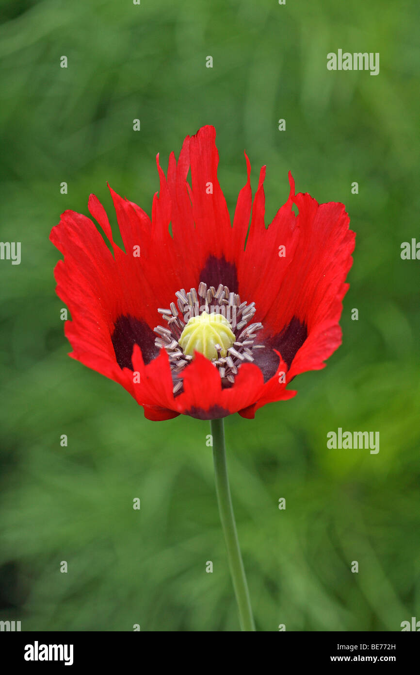 Papaver species hi-res stock photography and images - Alamy