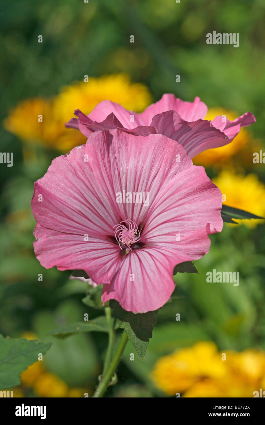 Malva blumen hi-res stock photography and images - Alamy