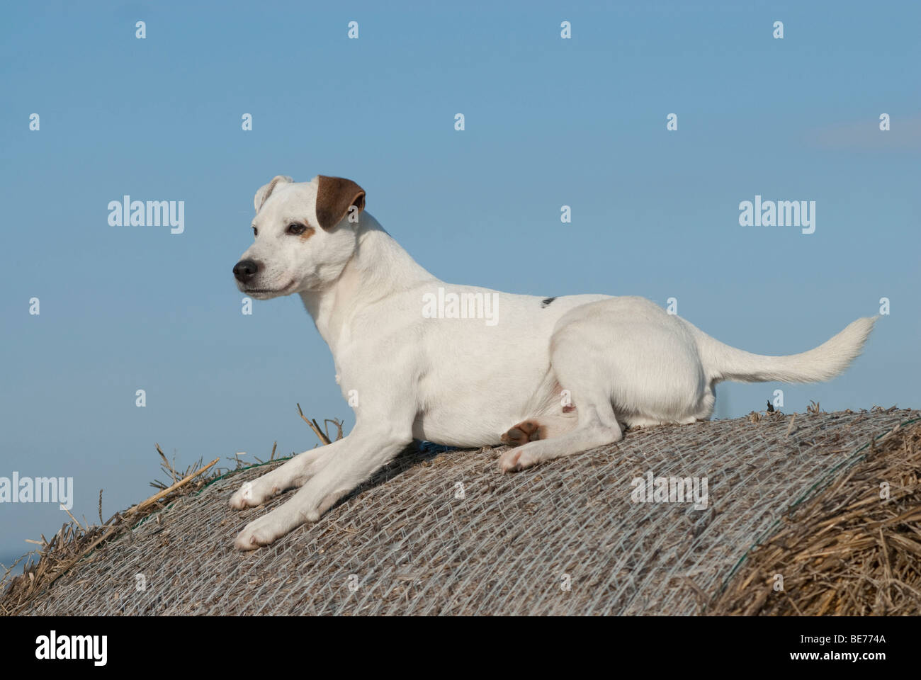 Parson Jack Russell Terrier, lying, full grown Stock Photo - Alamy