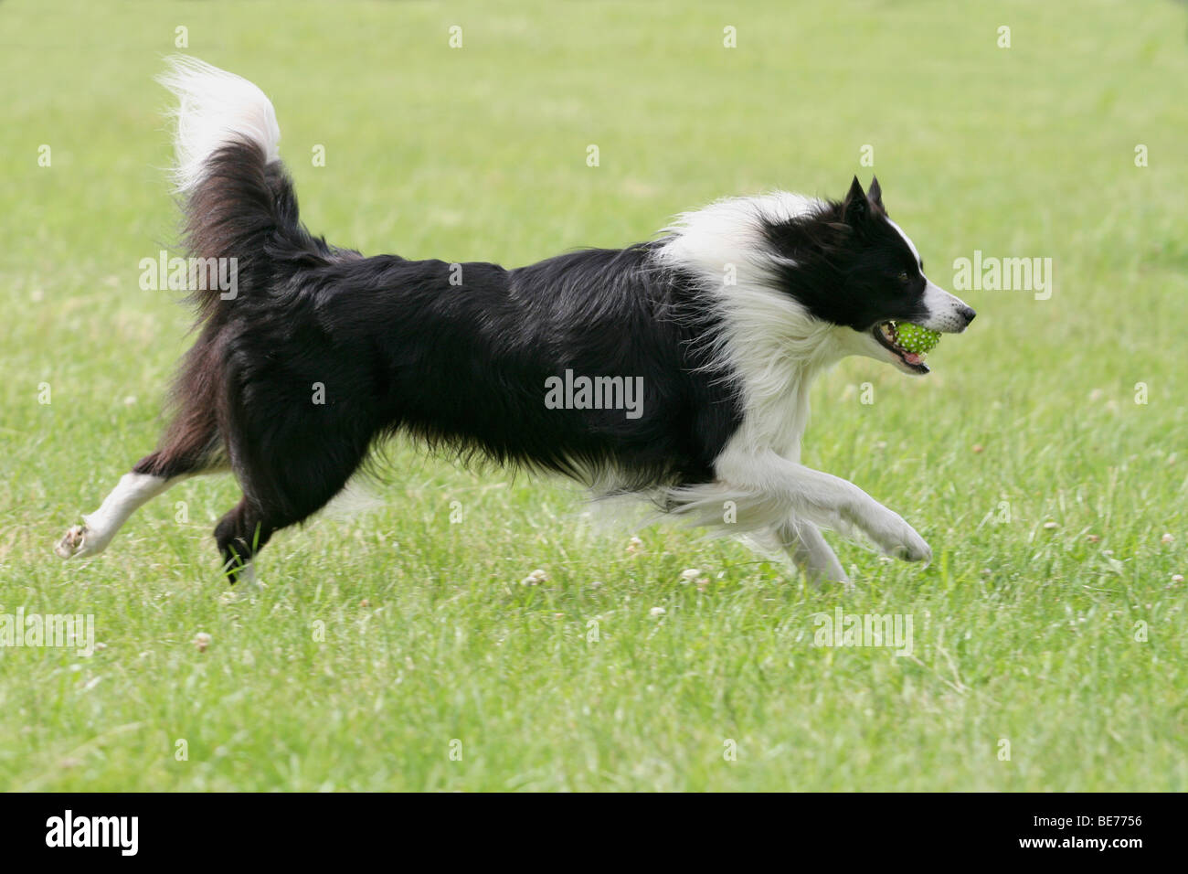 Border Collie running across a meadow Stock Photo - Alamy