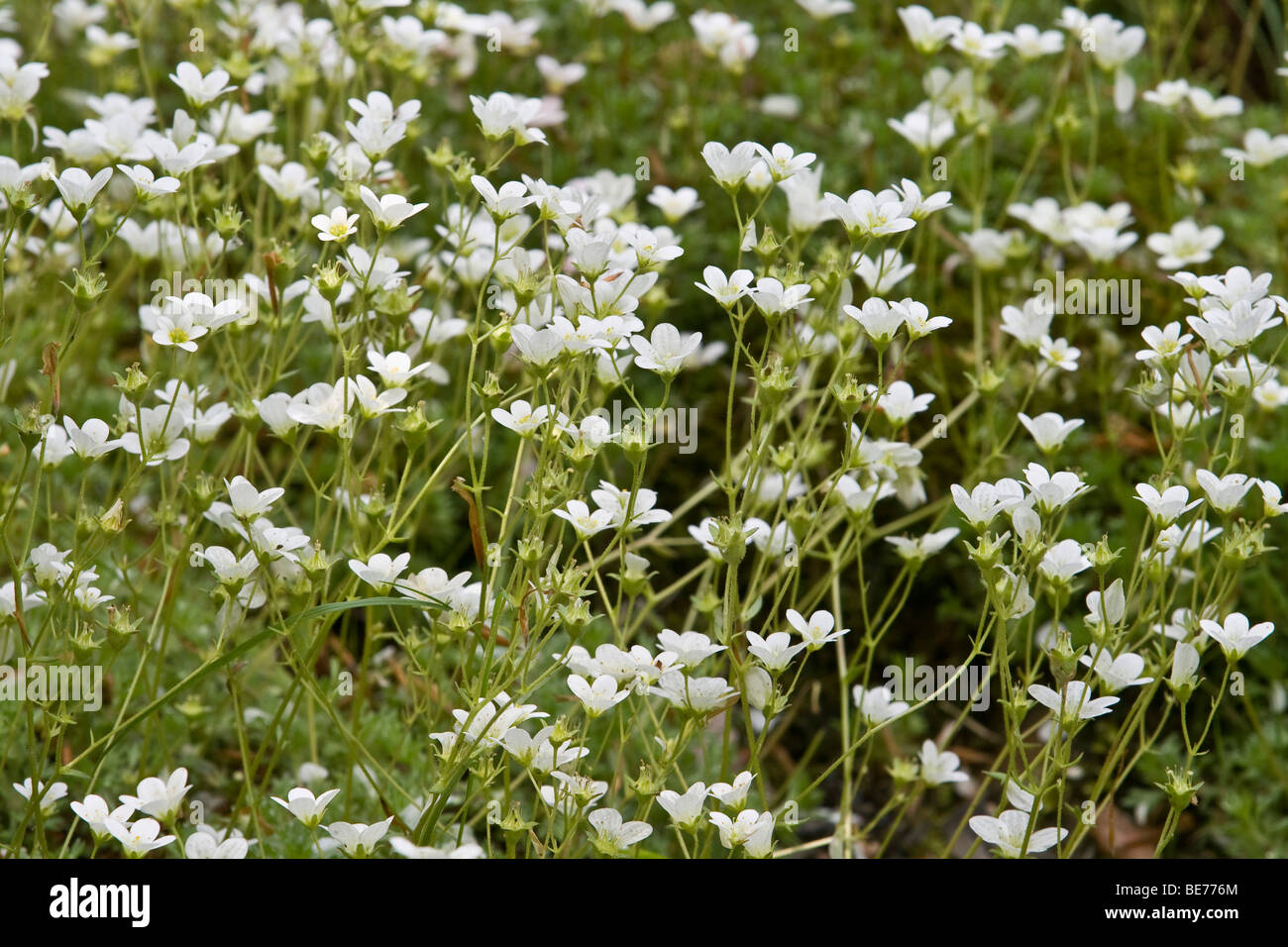 Saxifrage saxifraga paniculata hi-res stock photography and images - Alamy