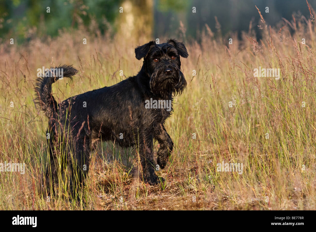 Miniature Schnauzer standing in a meadow Stock Photo - Alamy