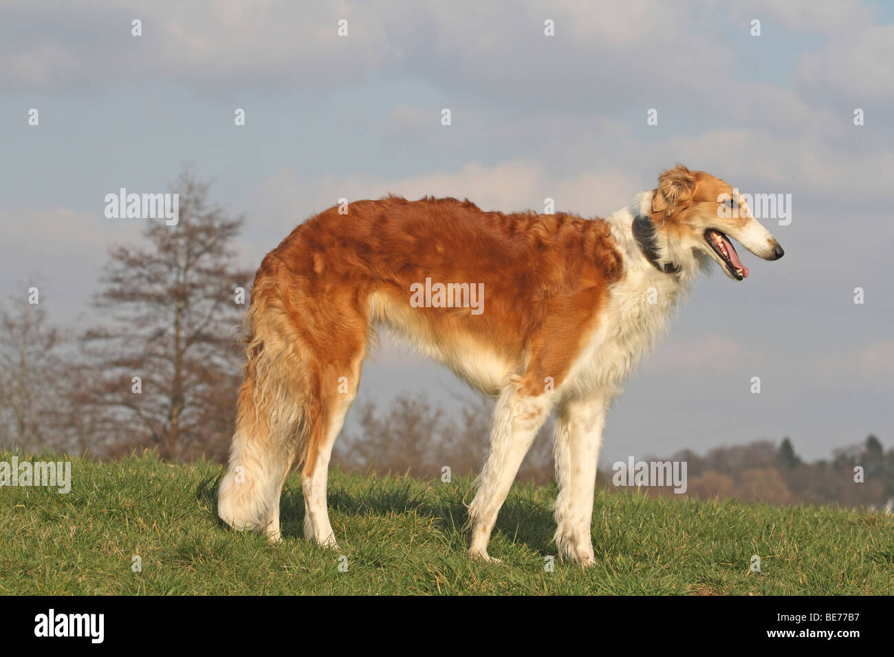 Borzoi standing on a meadow, sideways Stock Photo - Alamy