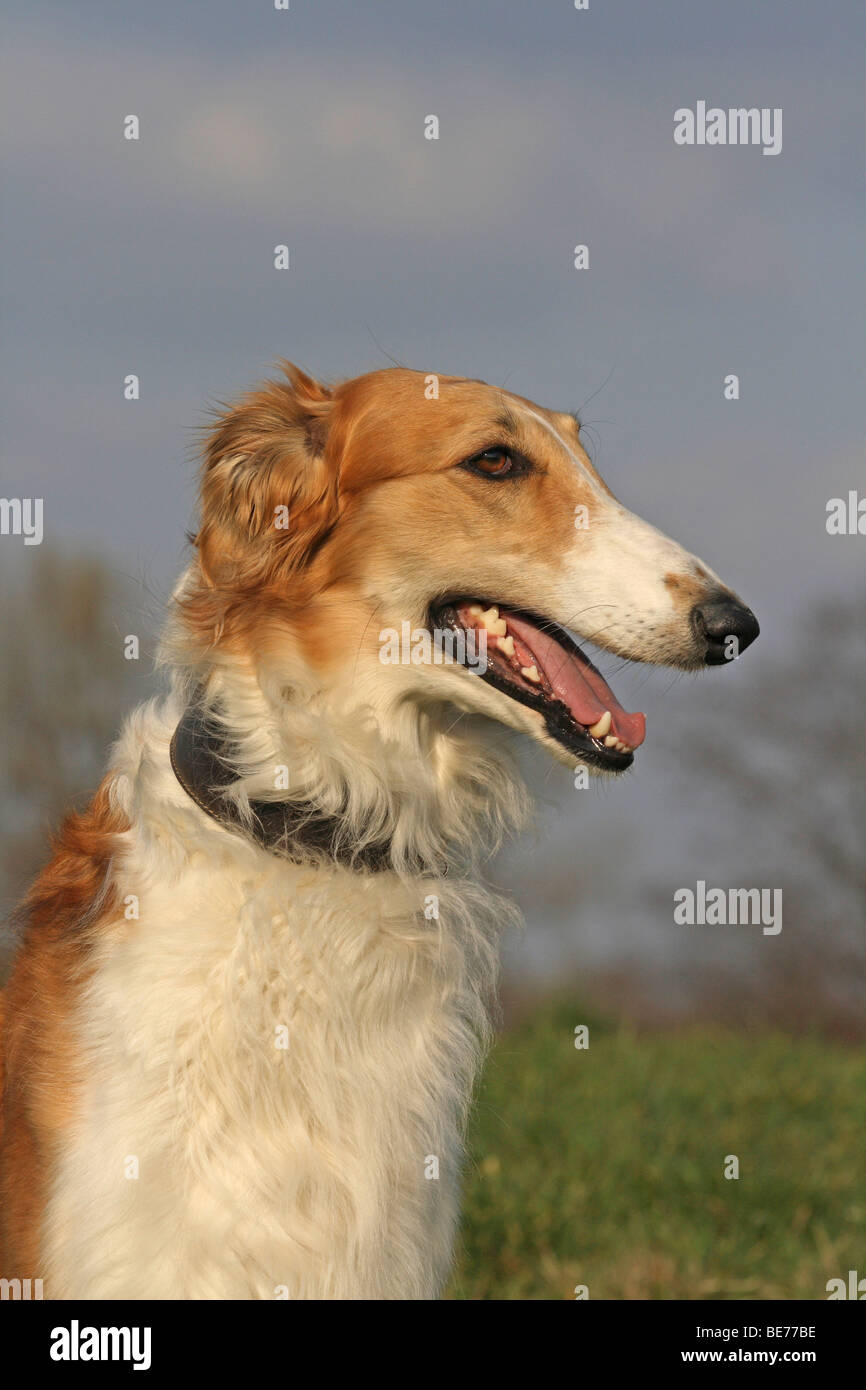 Barsoi portrait hi-res stock photography and images - Alamy