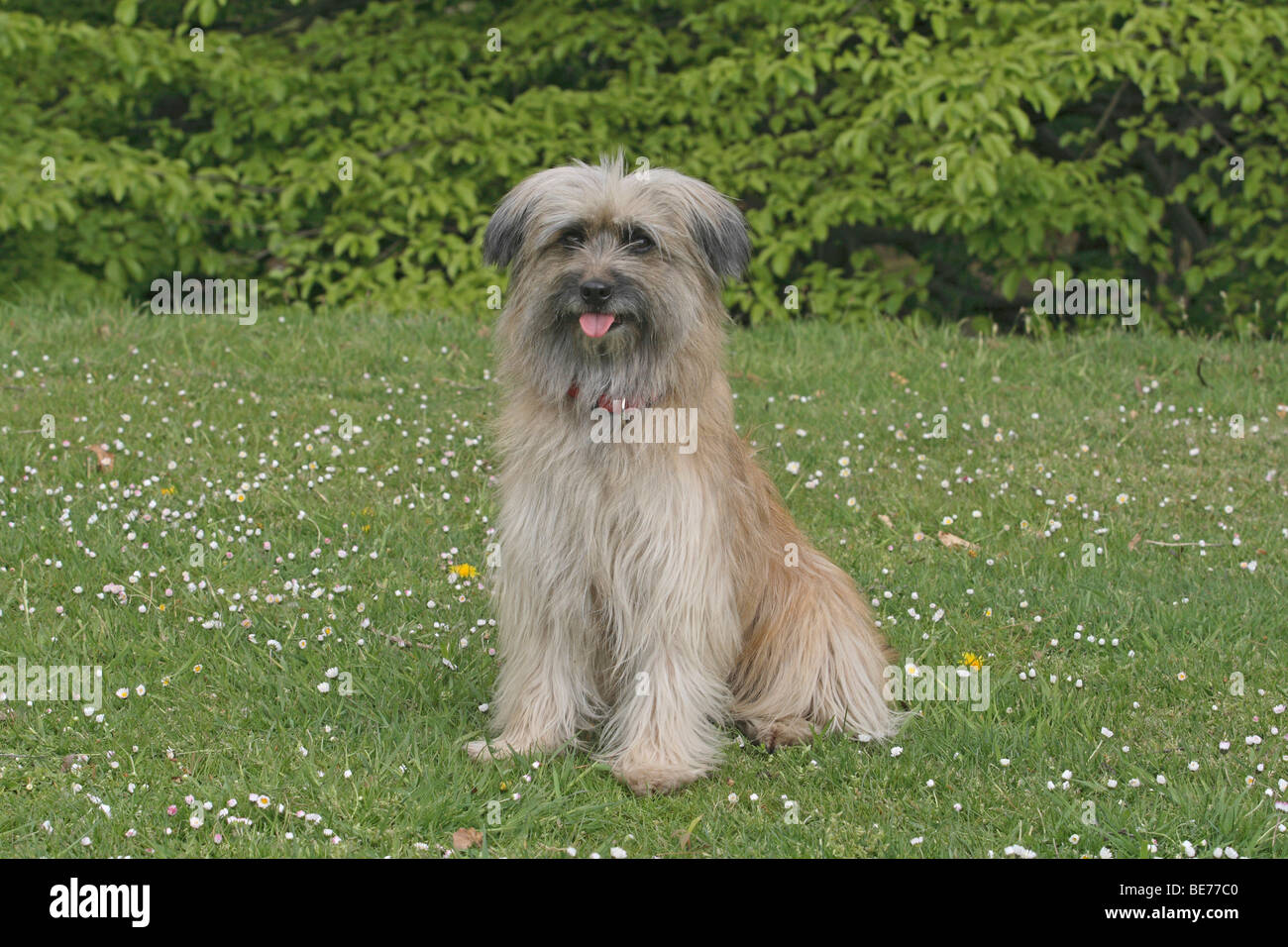 Pyrenean Shepherd, sitting on a lawn Stock Photo - Alamy