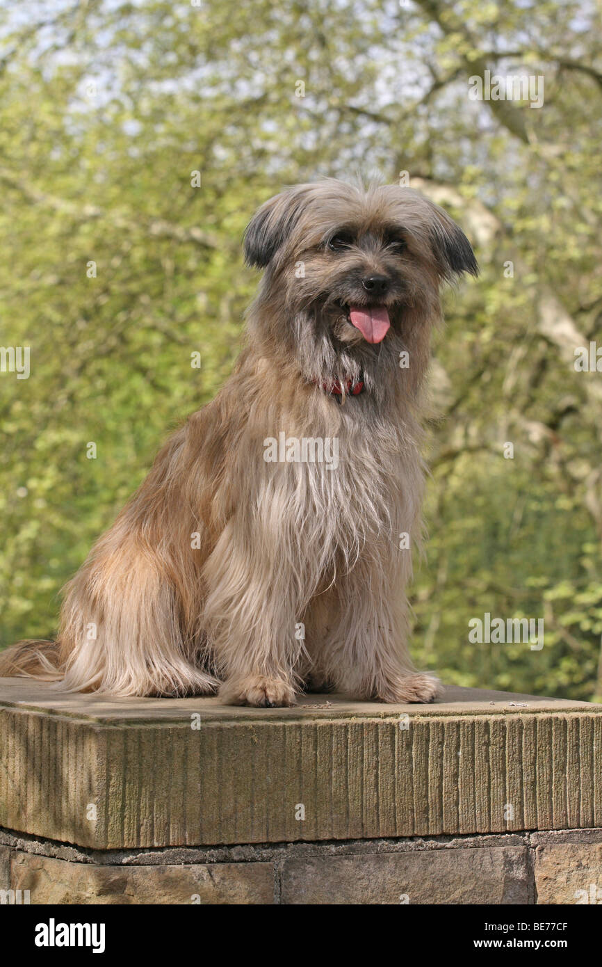 Pyrenean Shepherd, sitting on a rock Stock Photo - Alamy