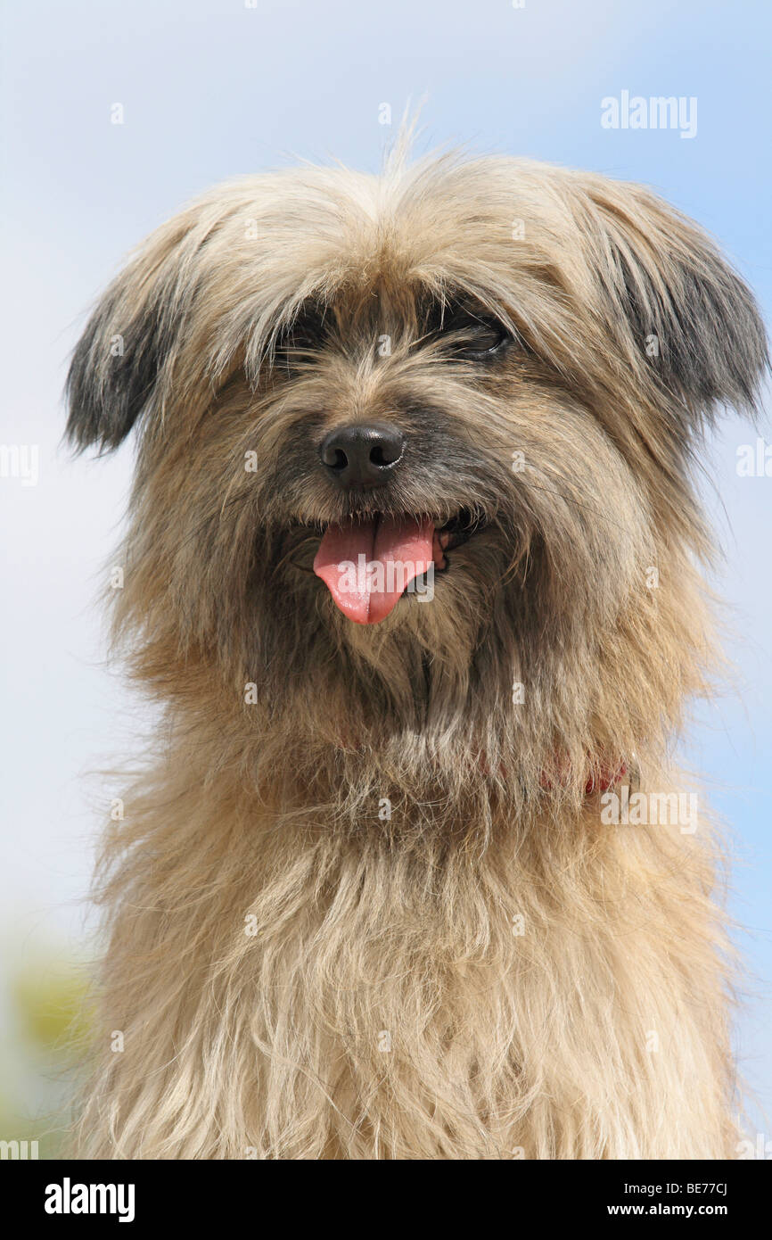 Pyrenean Shepherd, portrait Stock Photo - Alamy