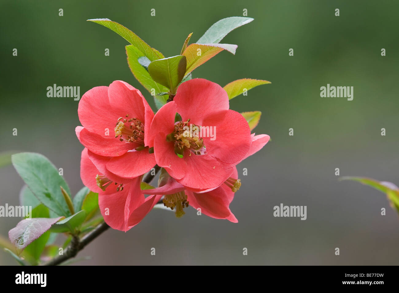 Flowering Quince (Chaenomeles speciosa), red blossom Stock Photo - Alamy