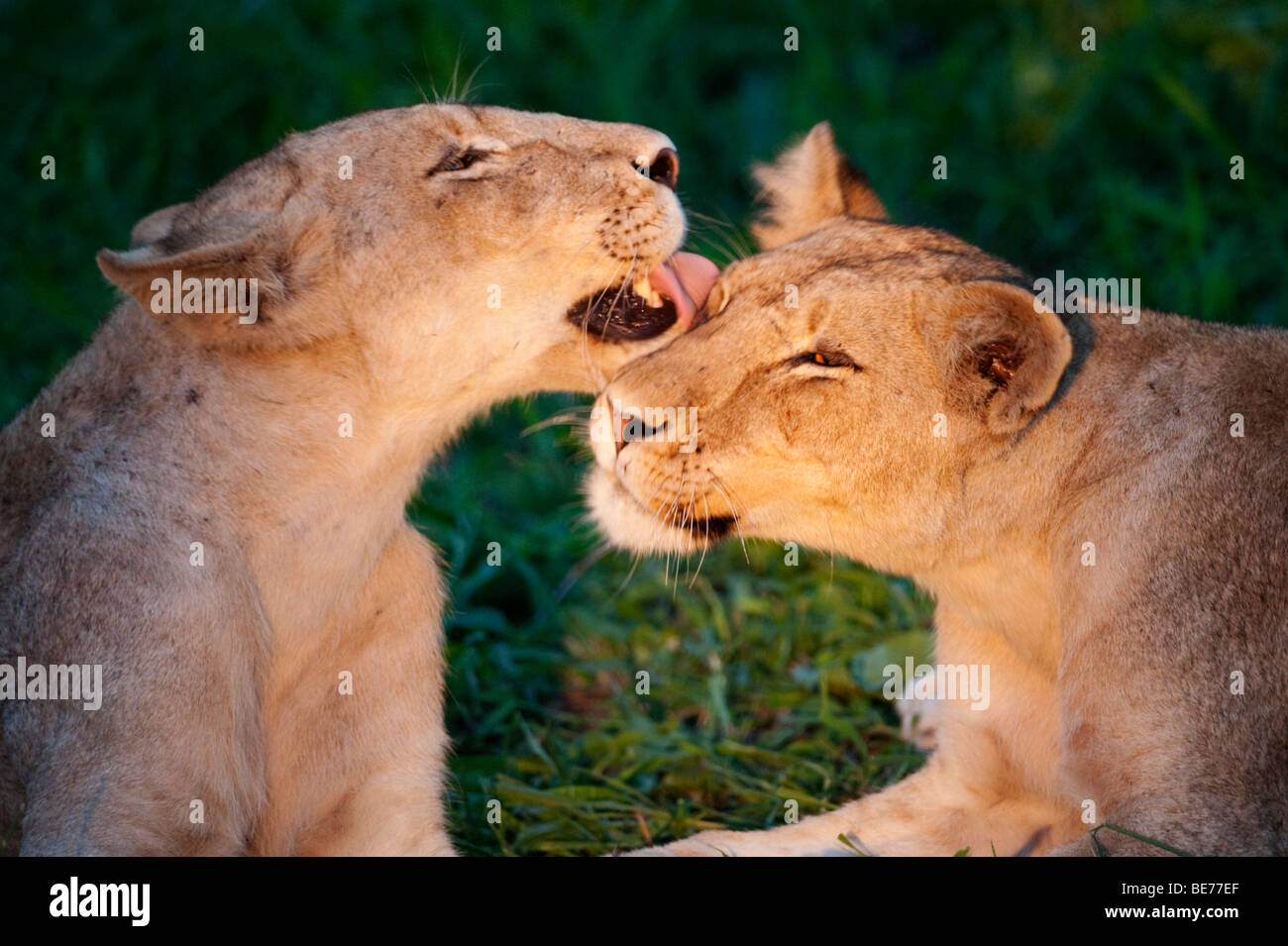 Lion grooming hi-res stock photography and images - Alamy