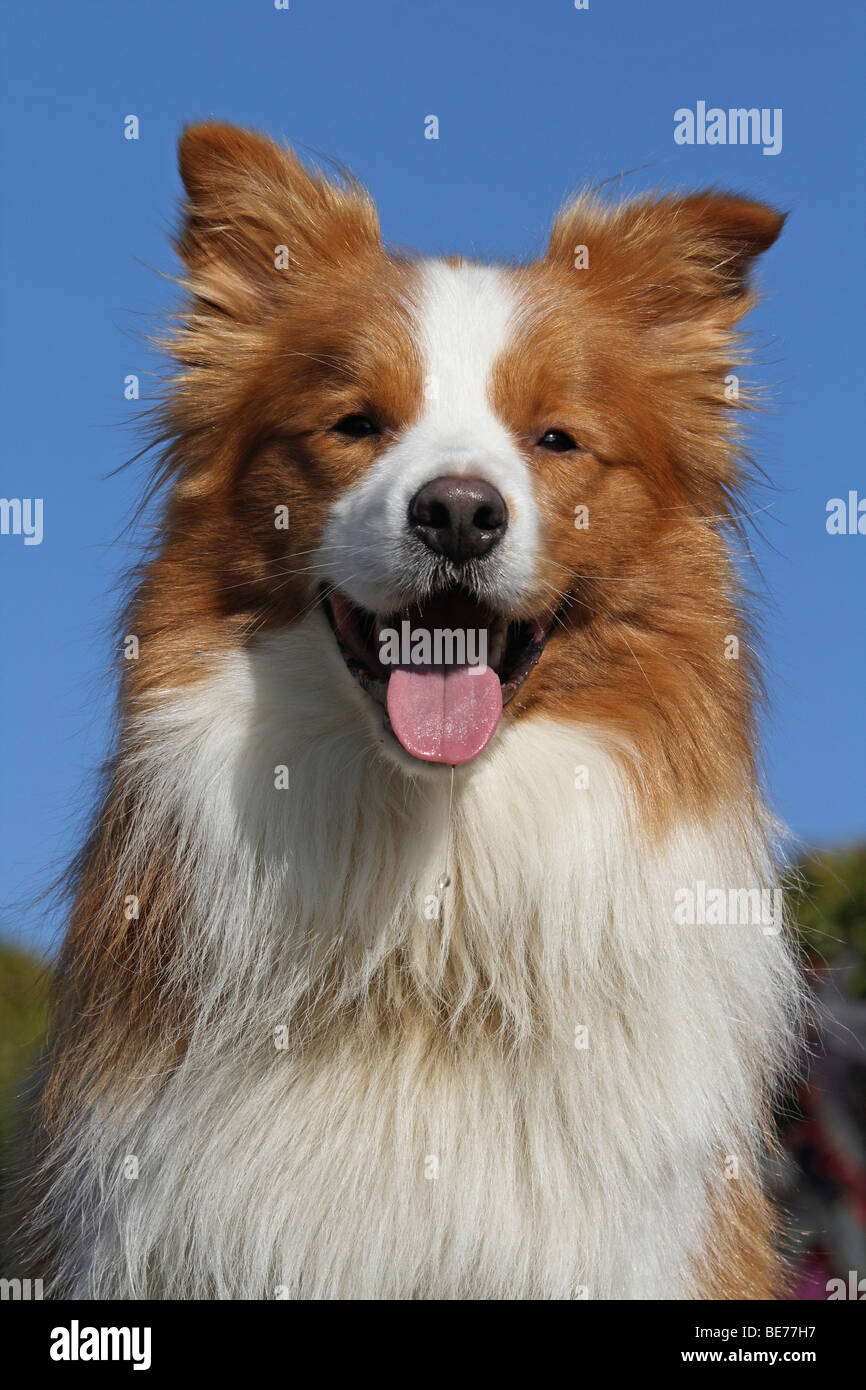 Light Brown Border Collie