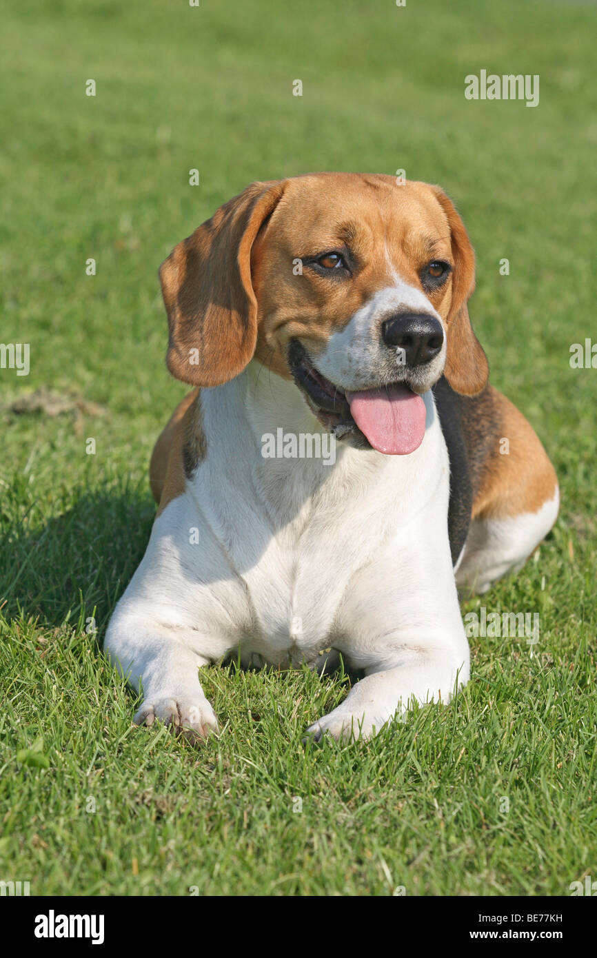 Der beagle hi-res stock photography and images - Alamy