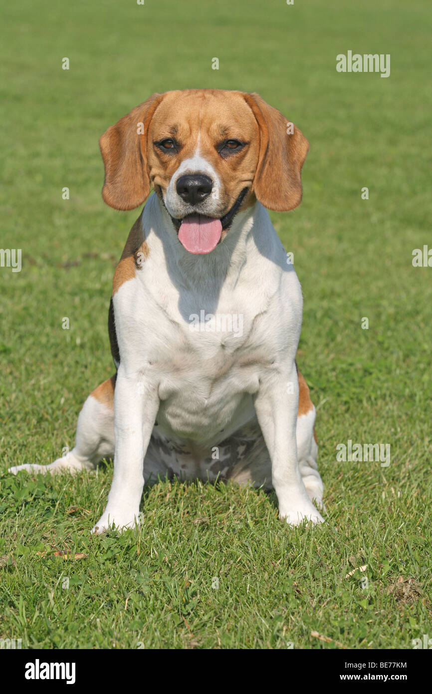 Der beagle hi-res stock photography and images - Alamy