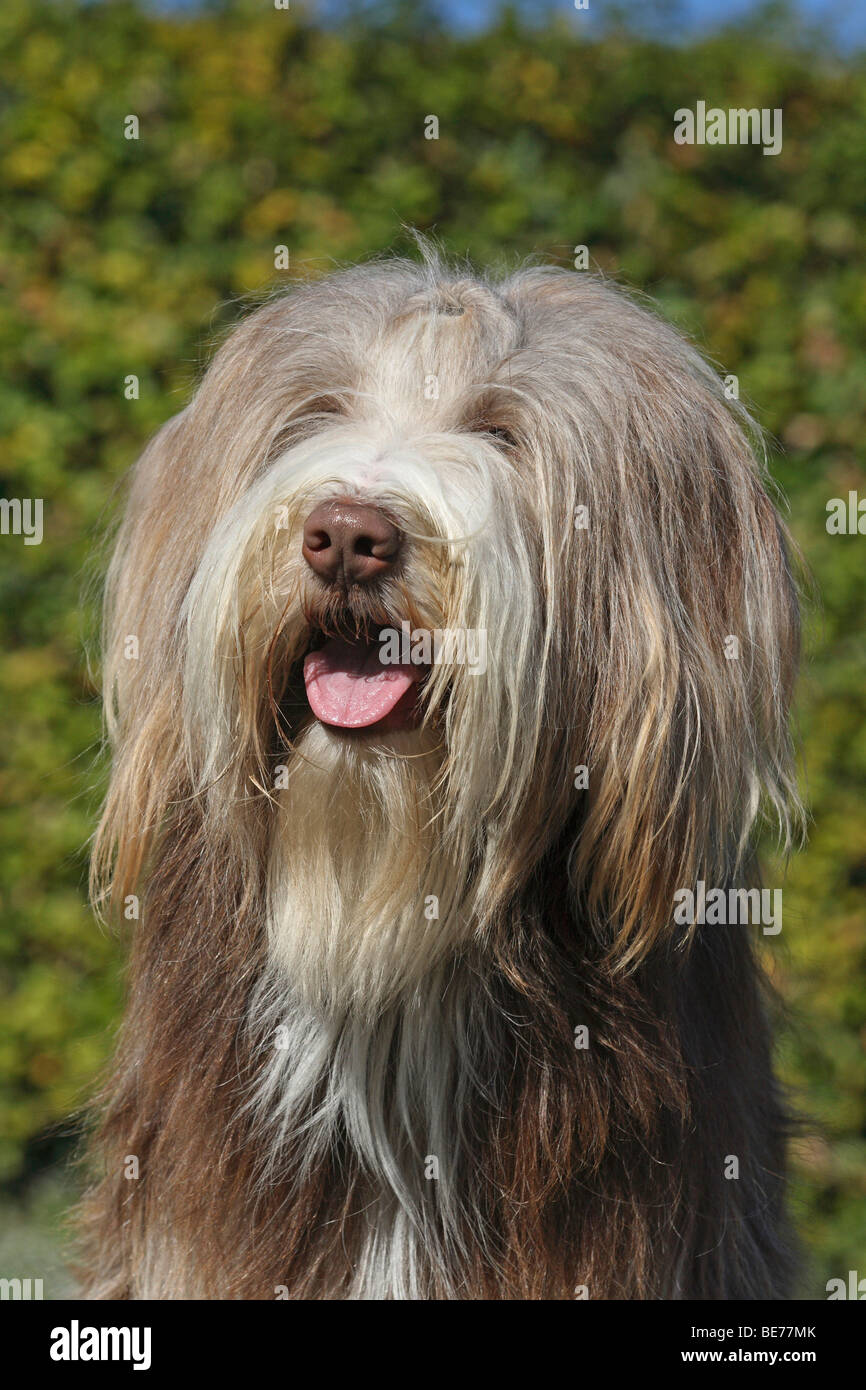 Bearded Collie, portrait Stock Photo - Alamy