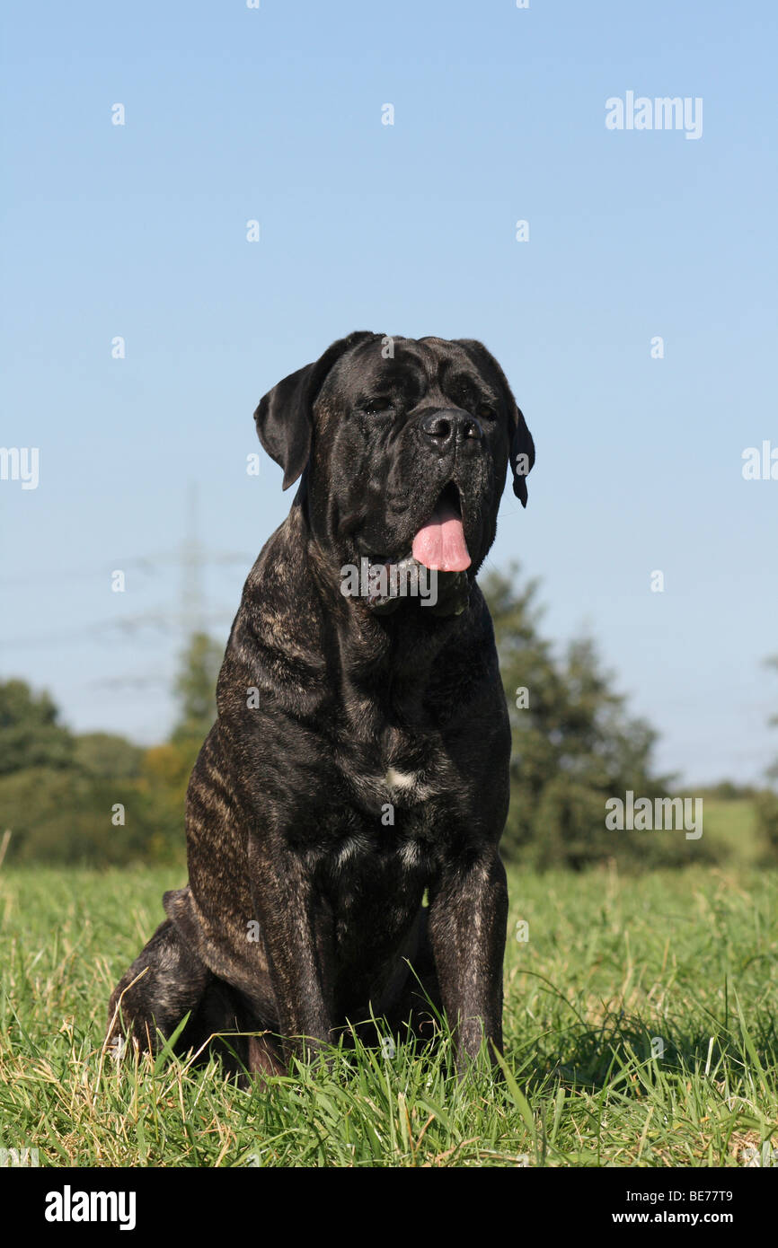 Blue Fawn Cane Corso