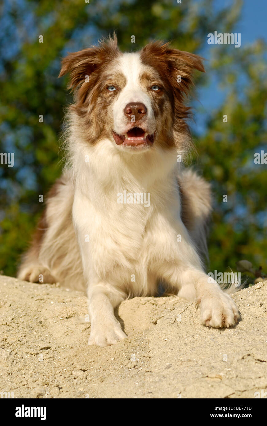 Border Collie lying down Stock Photo - Alamy
