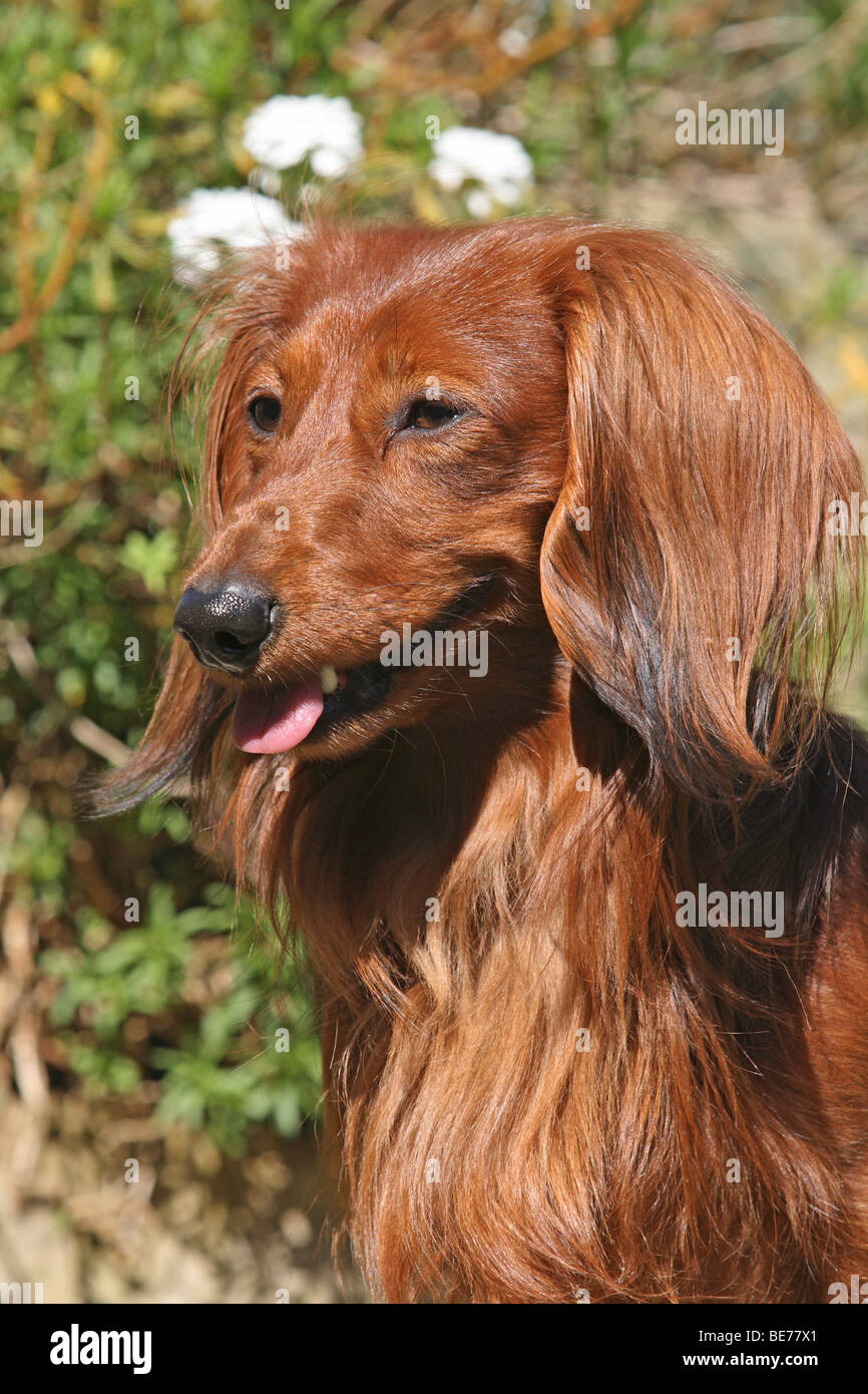 Long-haired Dachshund, portrait Stock Photo - Alamy