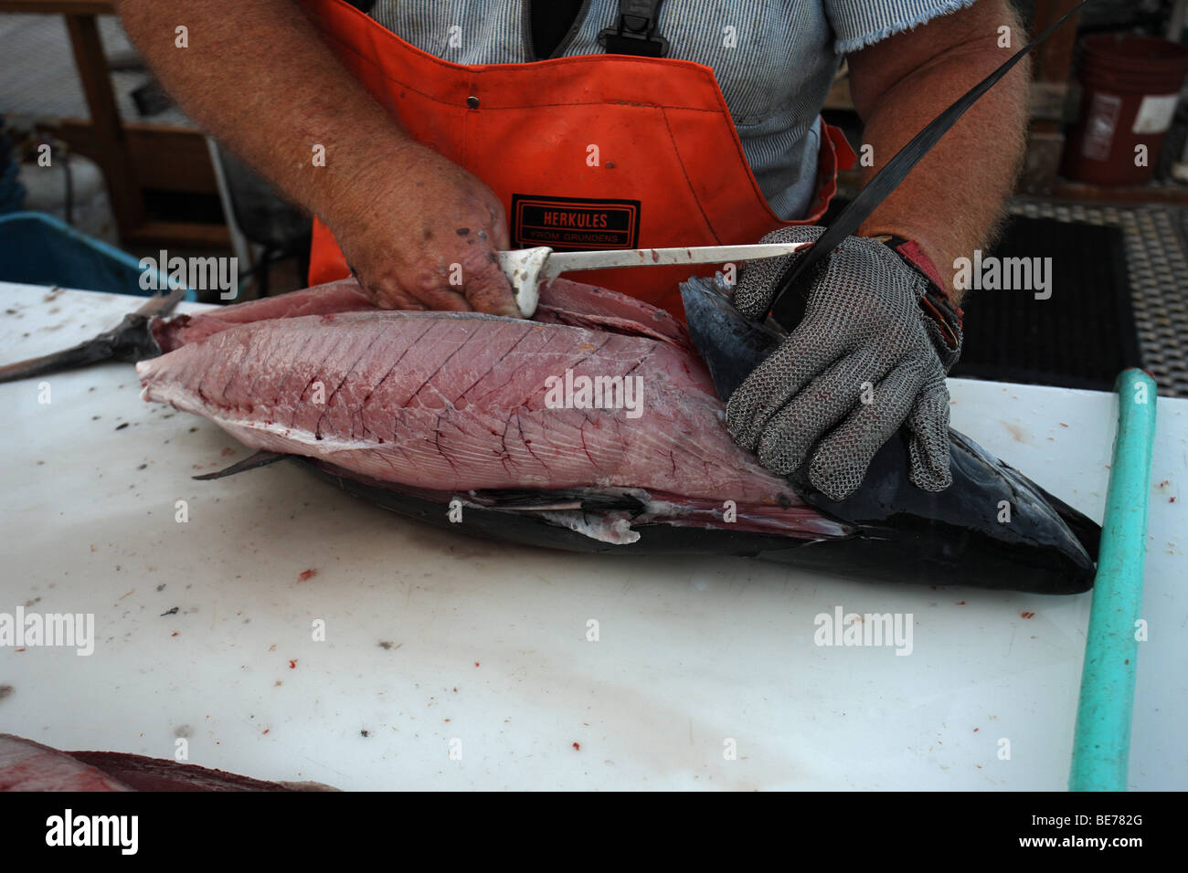Albacore tuna thunnus alalunga fish hi-res stock photography and images ...