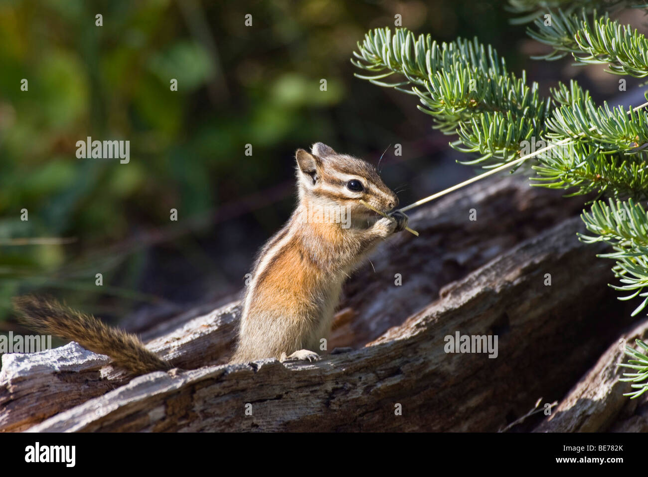 Townsend's Chipmunk (Eutamias townsendii), Mount Rainier National Park ...