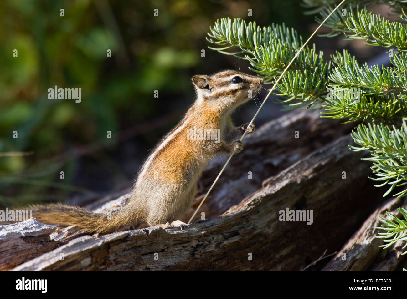 Townsend's Chipmunk (Eutamias townsendii), Mount Rainier National Park ...