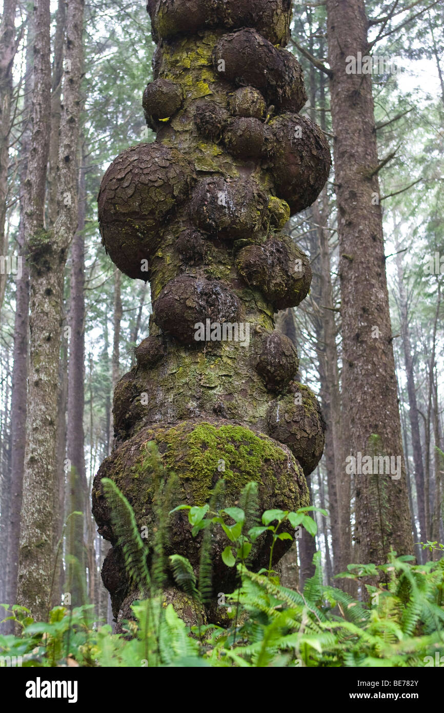 Tree with excrescences, Olympic National Park, Washington, USA Stock ...