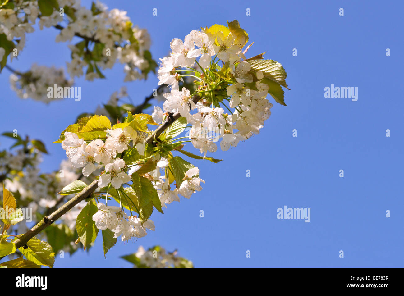 Flowering cherry tree, sweet cherry, variety Buettner's Red Cherry ...