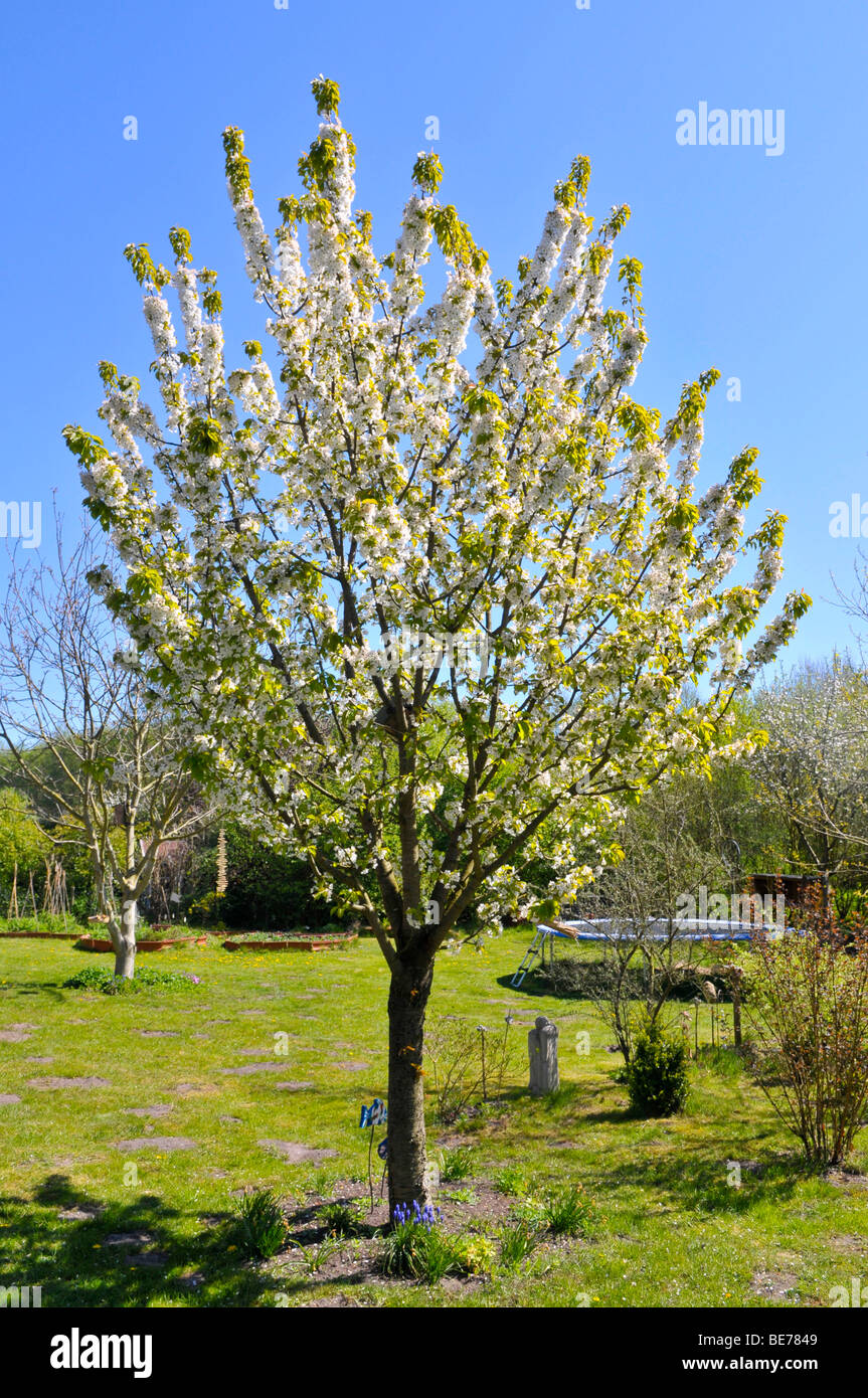 Flowering cherry tree, sweet cherry, variety Buettner's Red Cherry ...