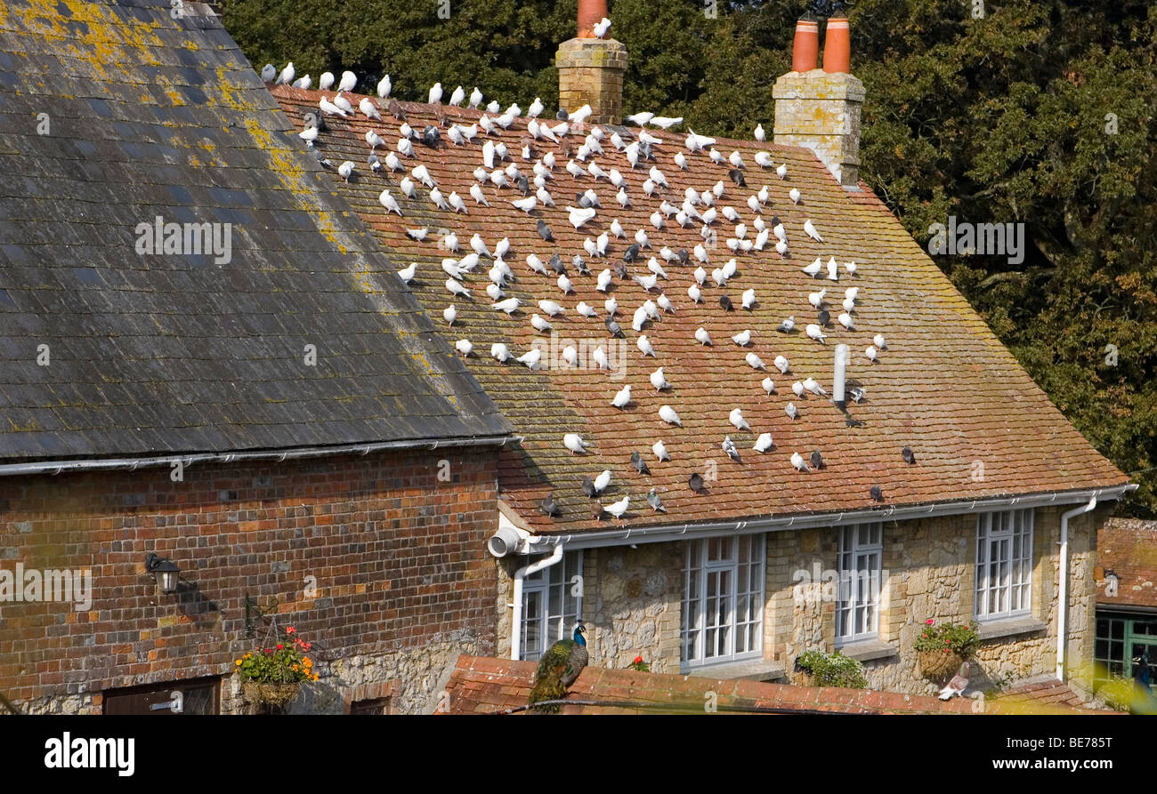 Flock of Doves on Rooftop, England Stock Photo - Alamy