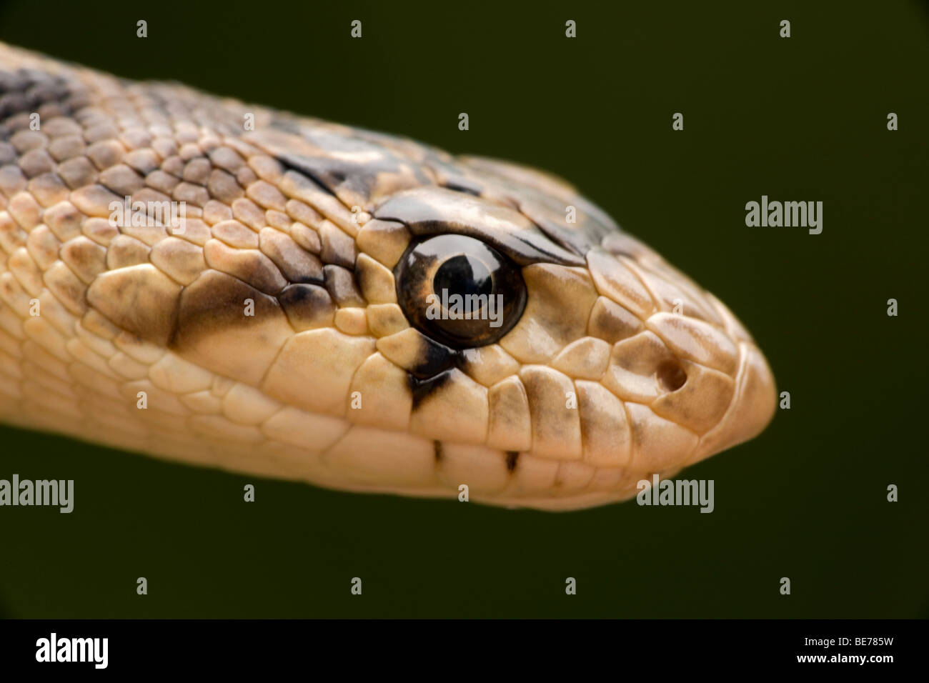 Pacific Gopher Snake Head (Pituophis catenifer catenifer] - Oregon ...