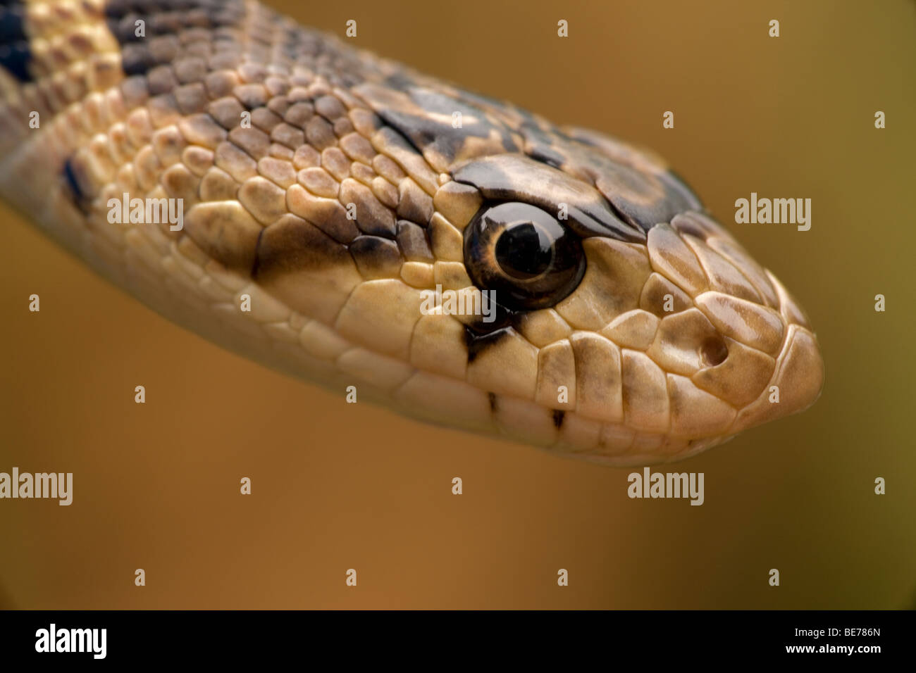 Gopher snake hi-res stock photography and images - Alamy