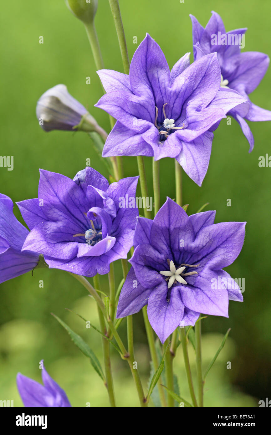 Balloon Flower (Platycodon), close-up of blossoms Stock Photo - Alamy