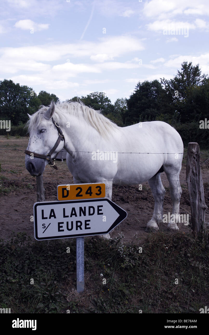 Percheron horse france hi-res stock photography and images - Alamy