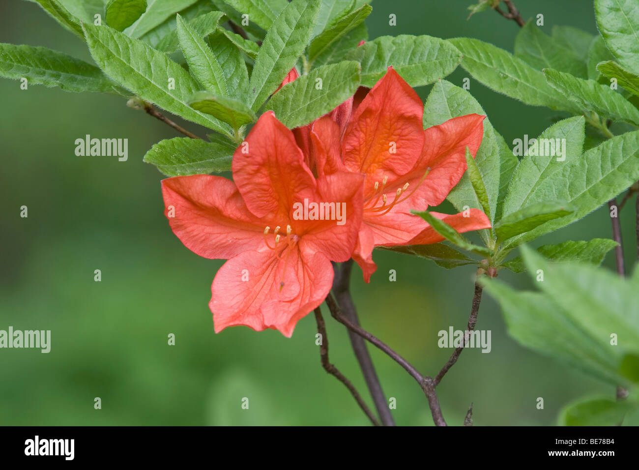 Western Azalea (Rhododendron occidentale Stock Photo - Alamy