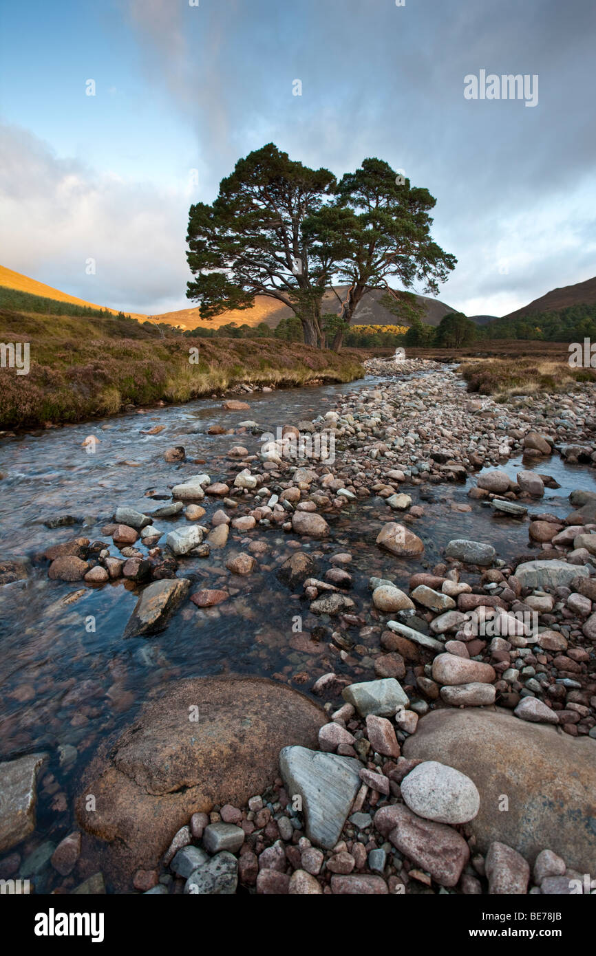 Sunrise over a river and the remnants over the ancient Caledonian pine ...