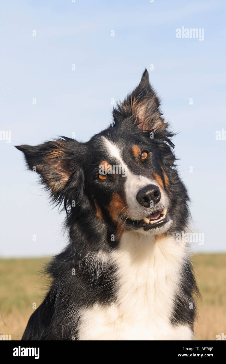 Border Collie, portrait Stock Photo - Alamy