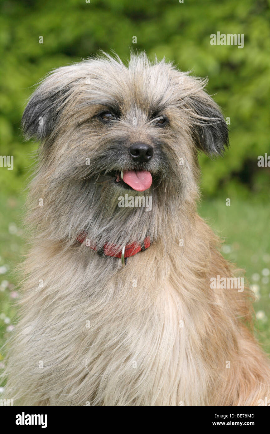 Pyrenean Shepherd, portrait Stock Photo - Alamy