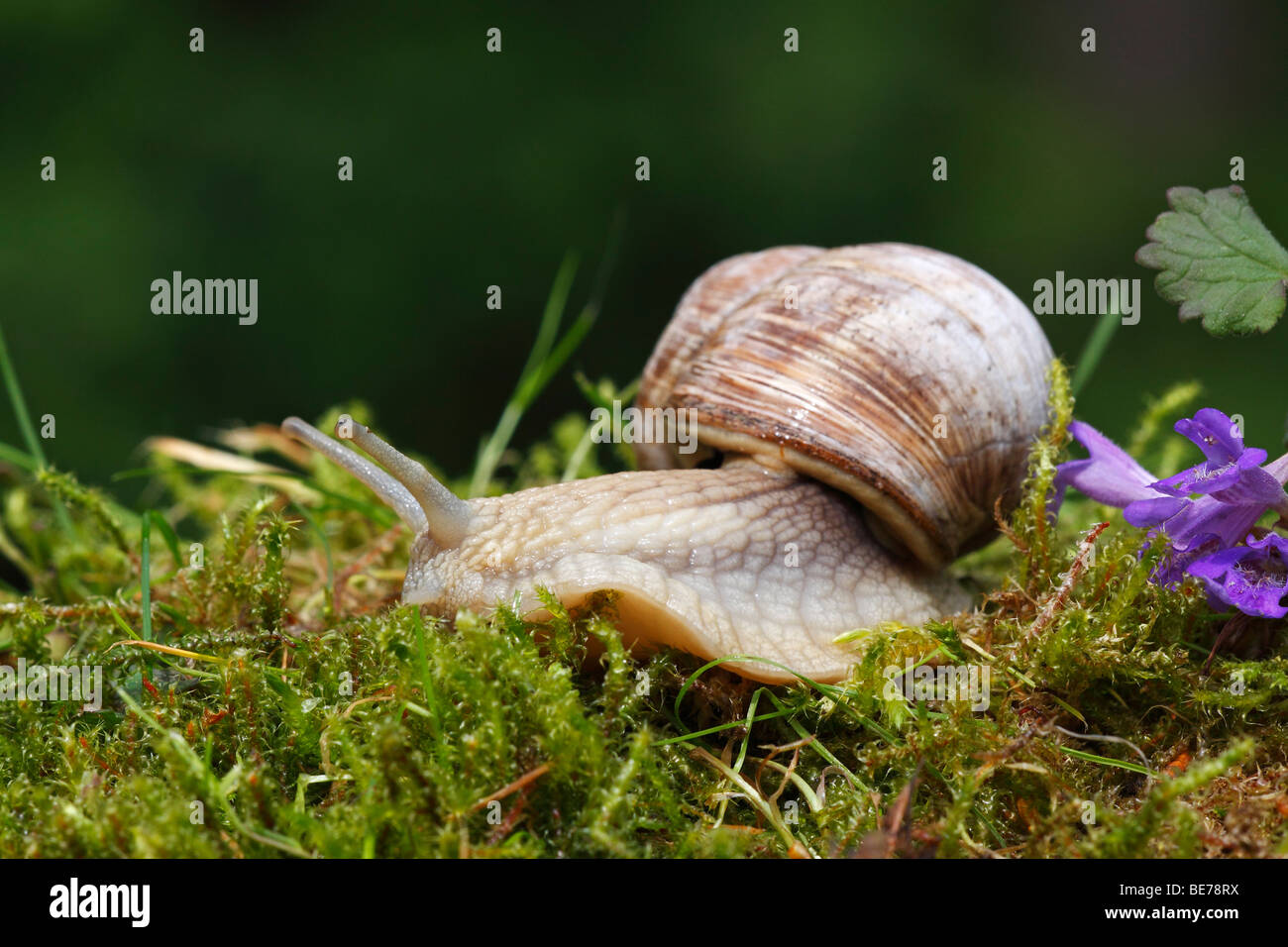 Roman snail, Edible Snail, Burgundy Snail (Helix pomatia Stock Photo ...