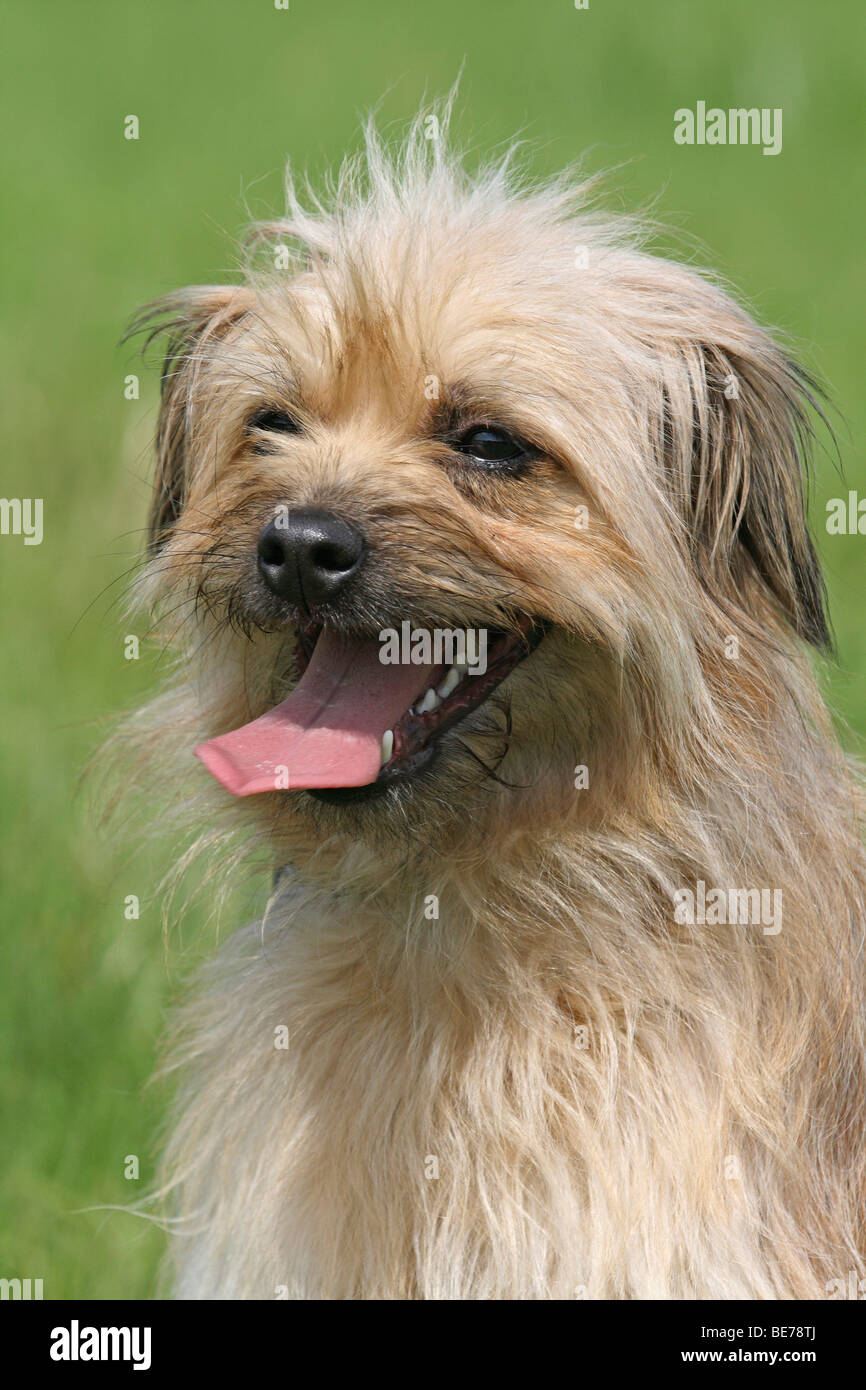 Pyrenean Shepherd, portrait Stock Photo - Alamy