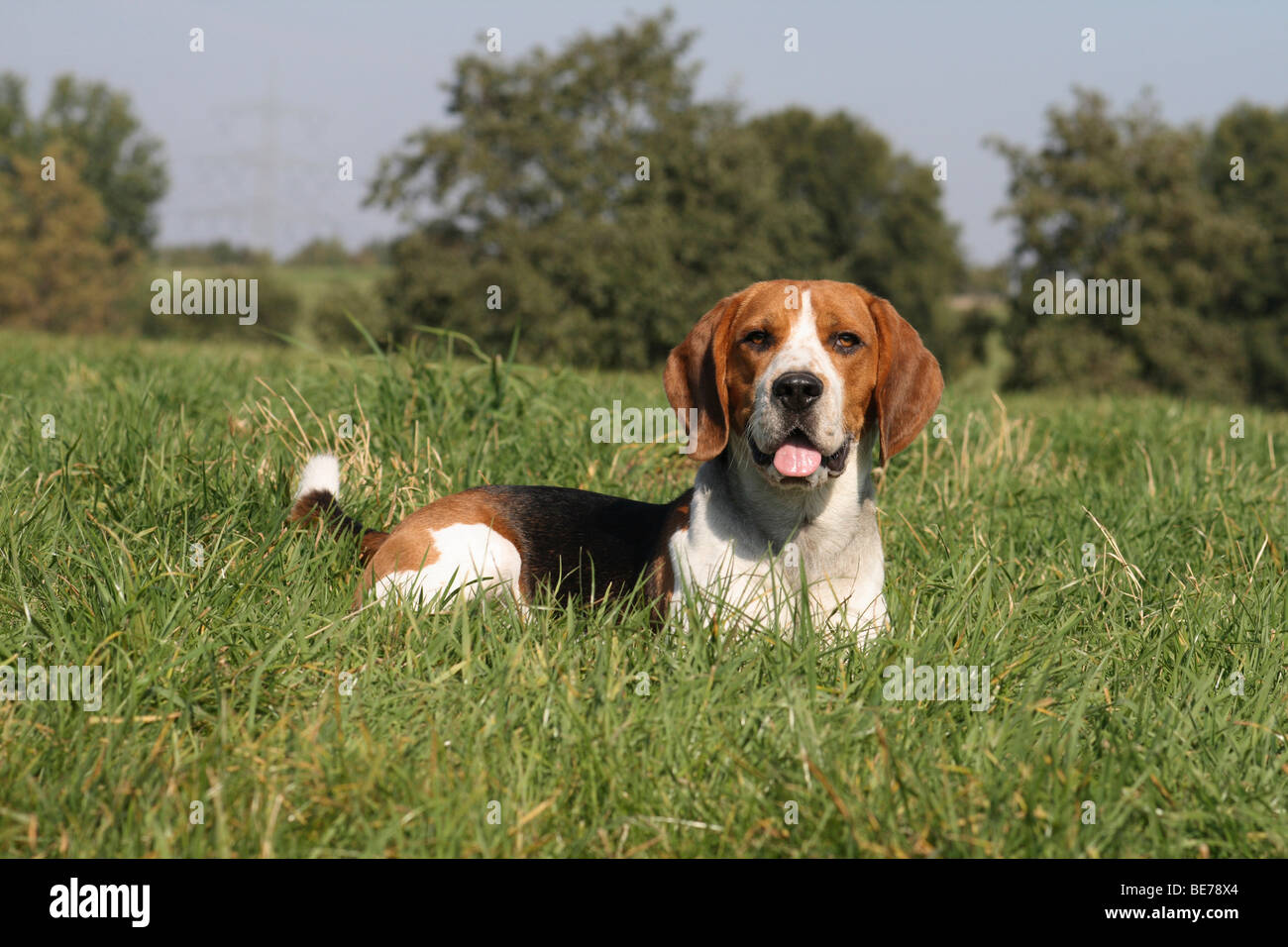 Beagle lying in a meadow Stock Photo - Alamy