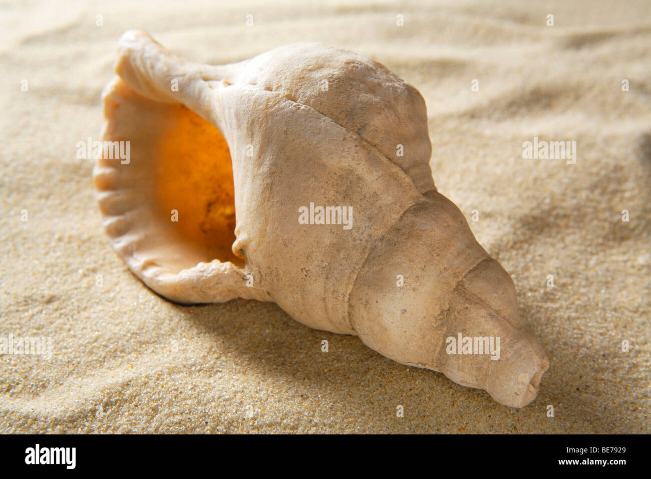 Shell in sand Stock Photo - Alamy